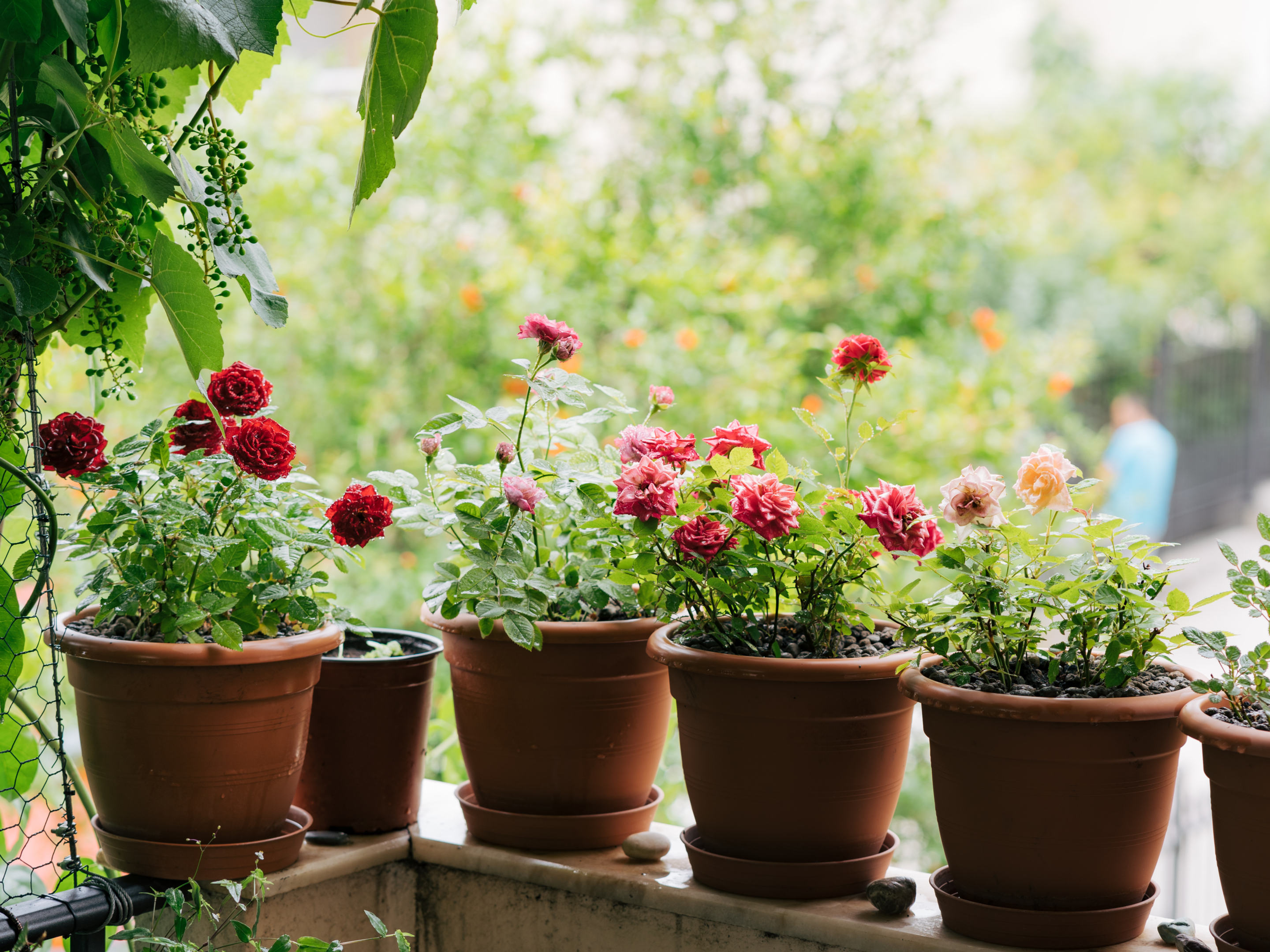 Comment planter des rosiers en pots