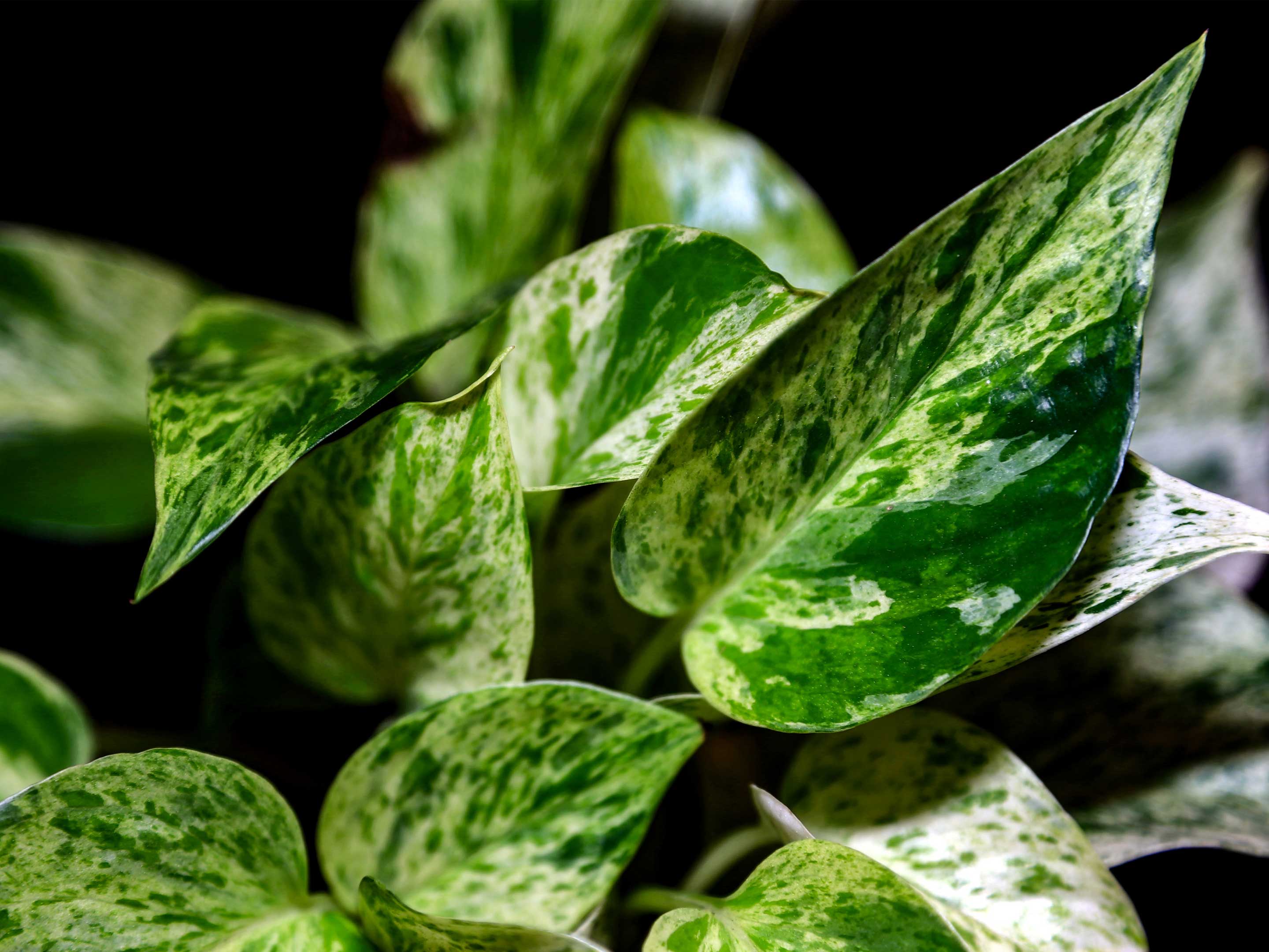 Deset sobnih rastlin, ki ne potrebujejo veliko svetlobe