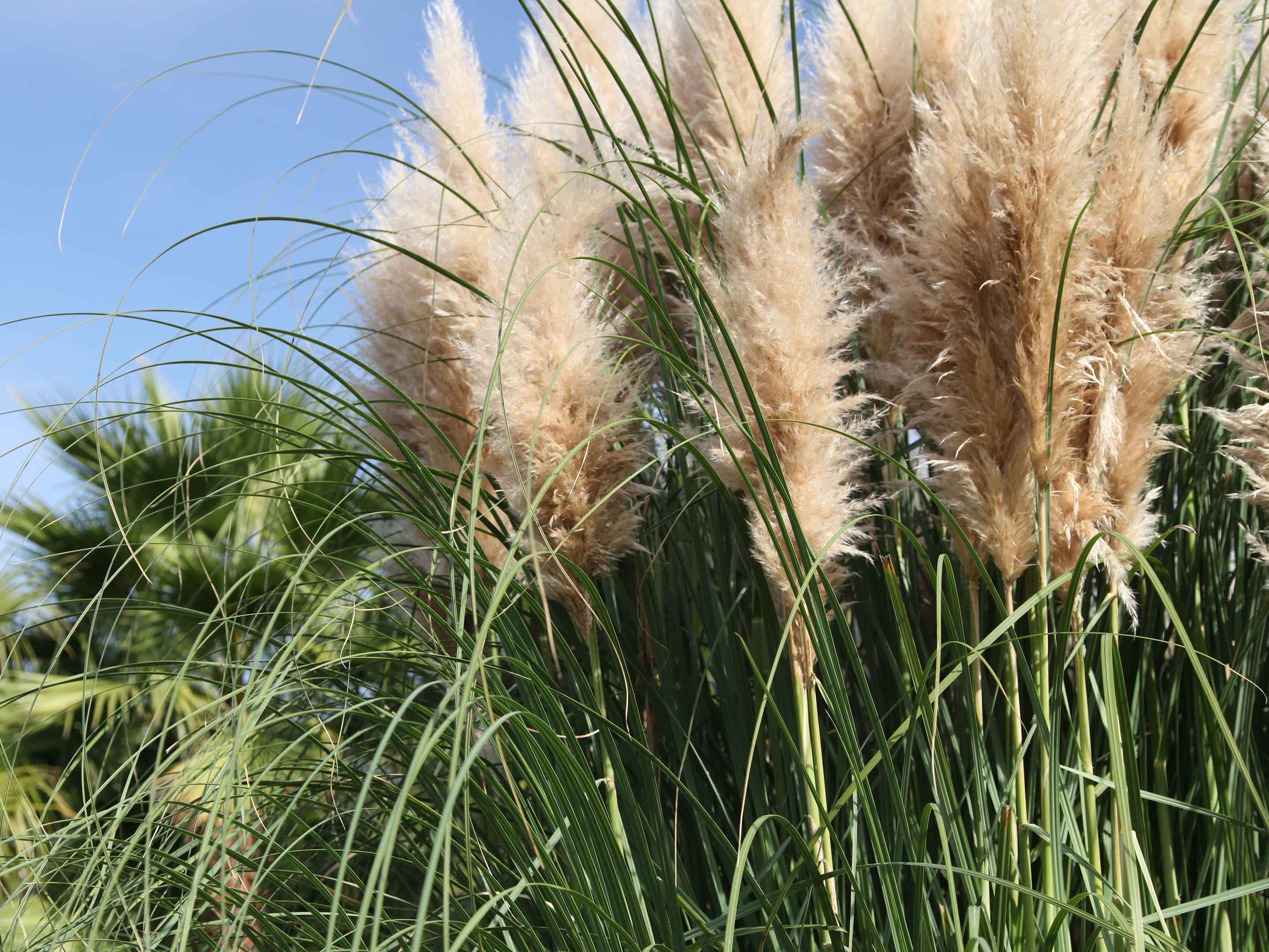 Las gramíneas ornamentales