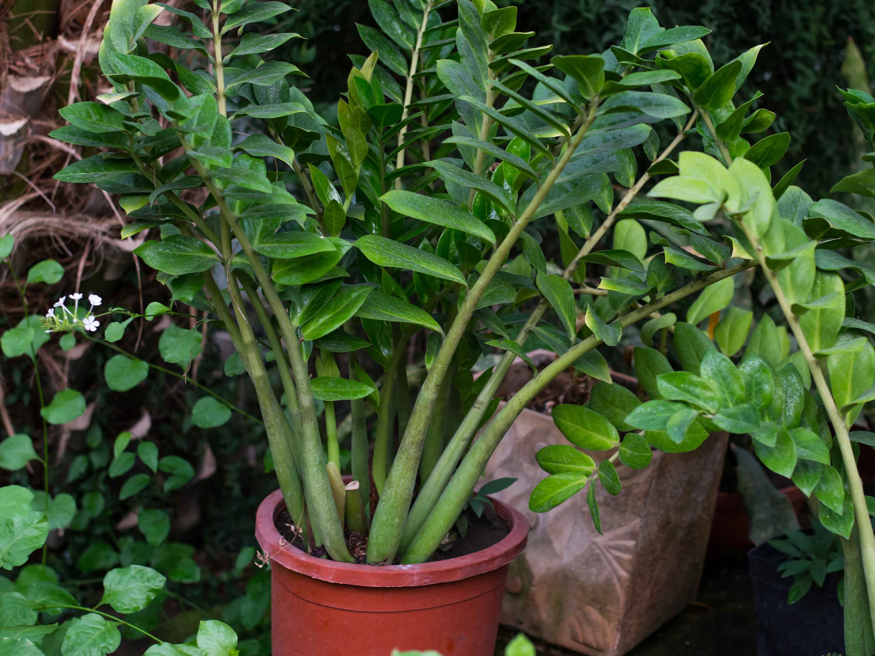 Zamioculcas