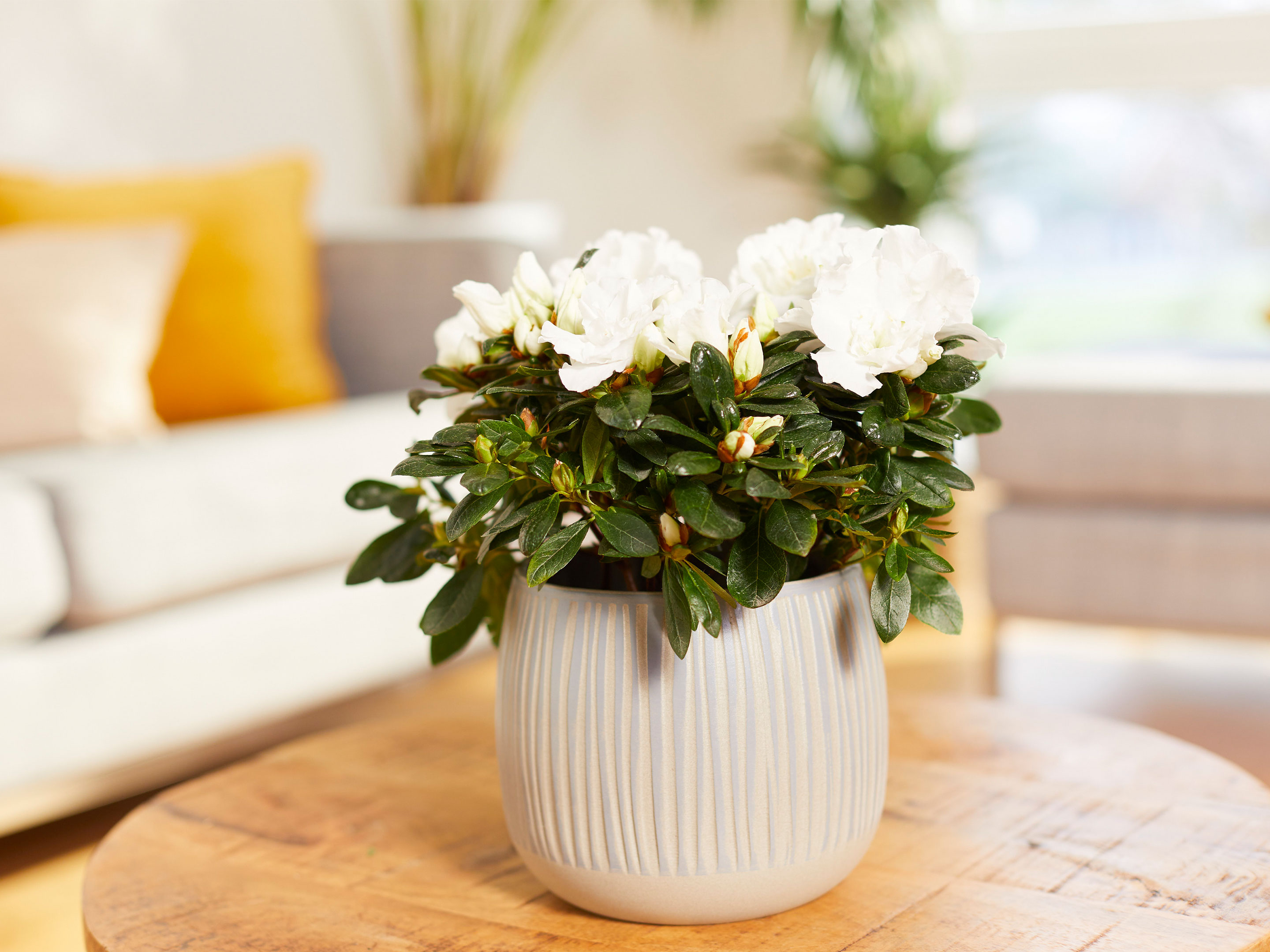 Azalee pflanzen & pflegen