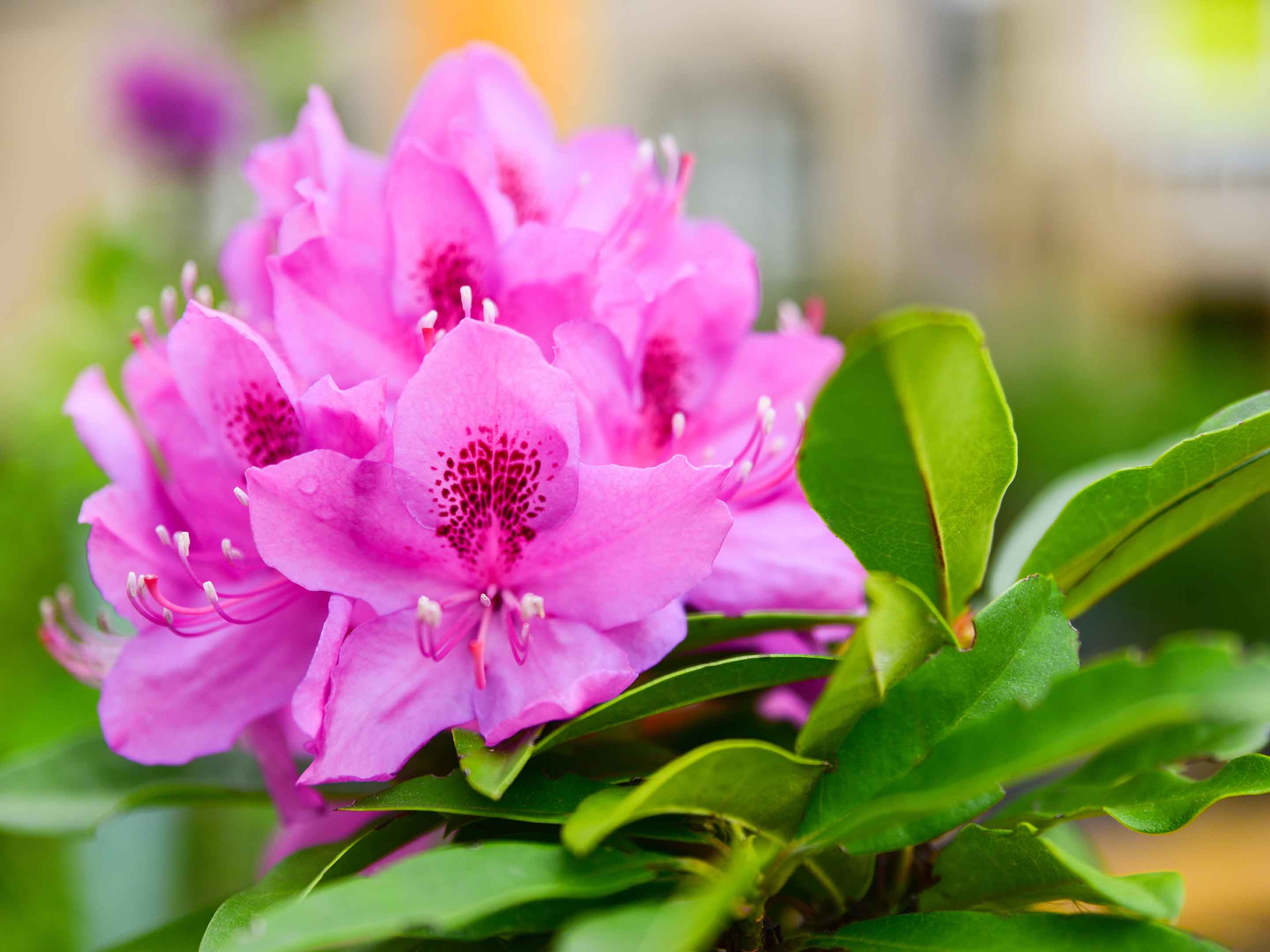 Rododendron - COMPO