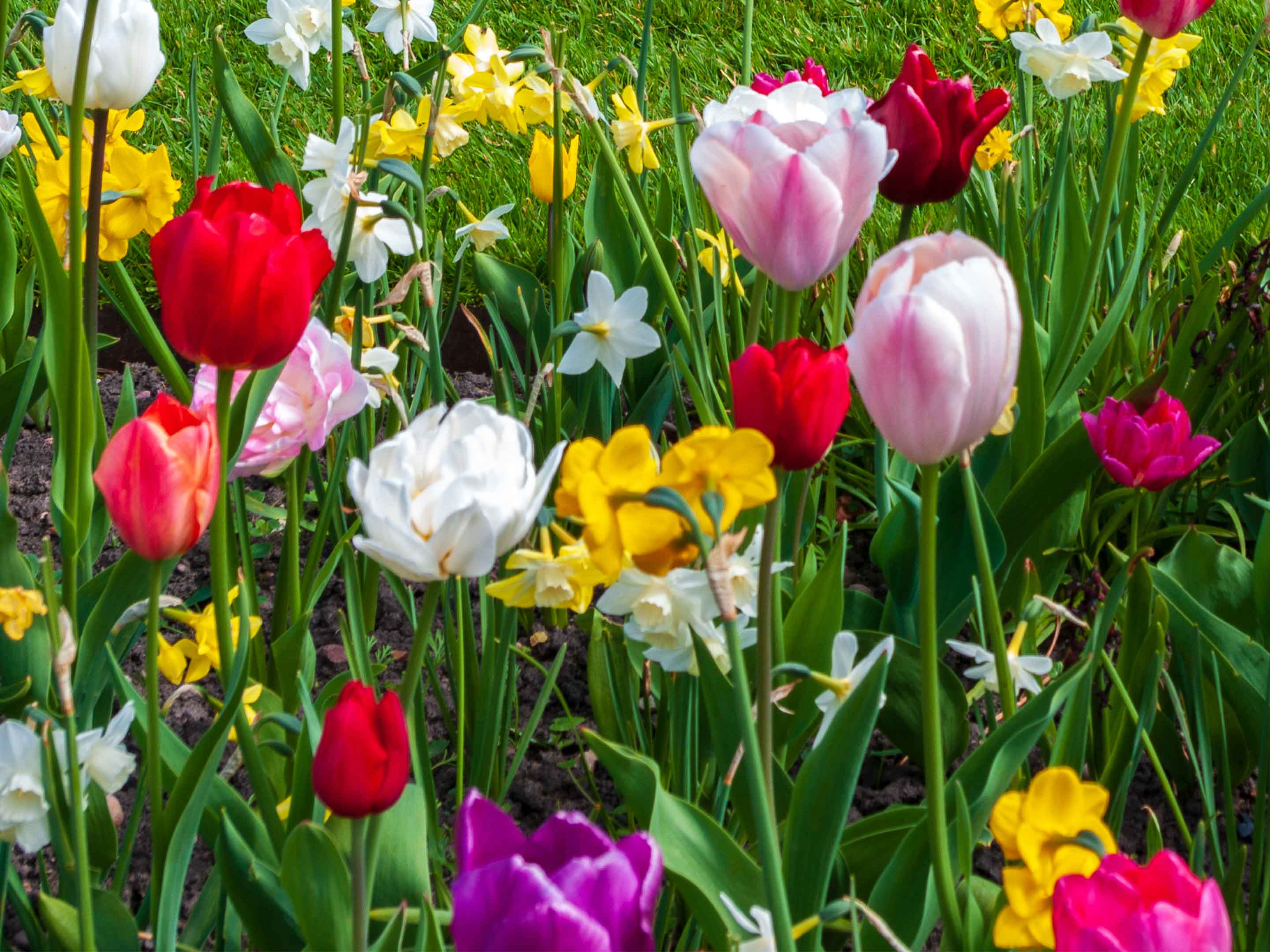 Come, dove e quando piantare le bulbose