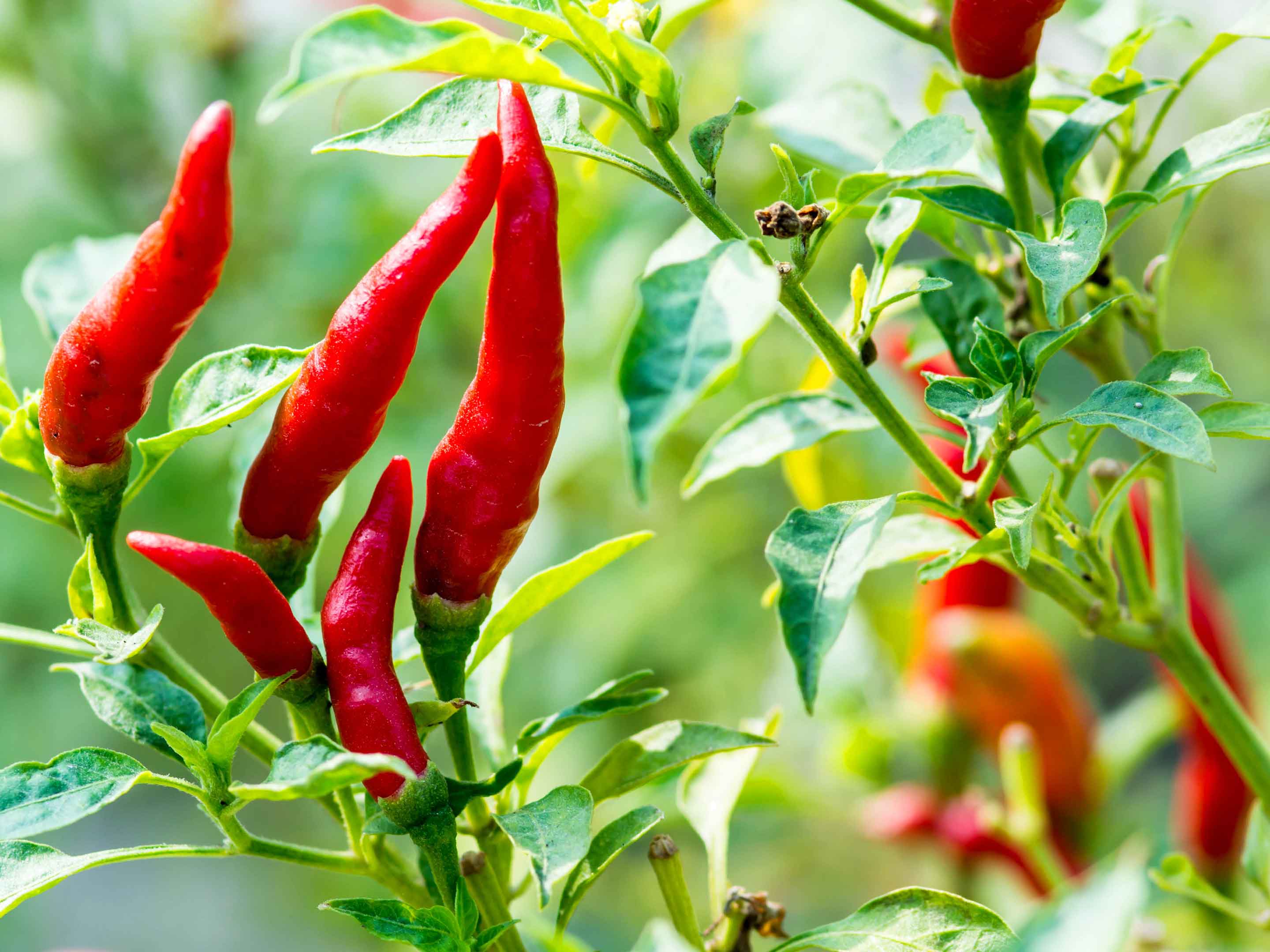 Plantation et entretien des piments