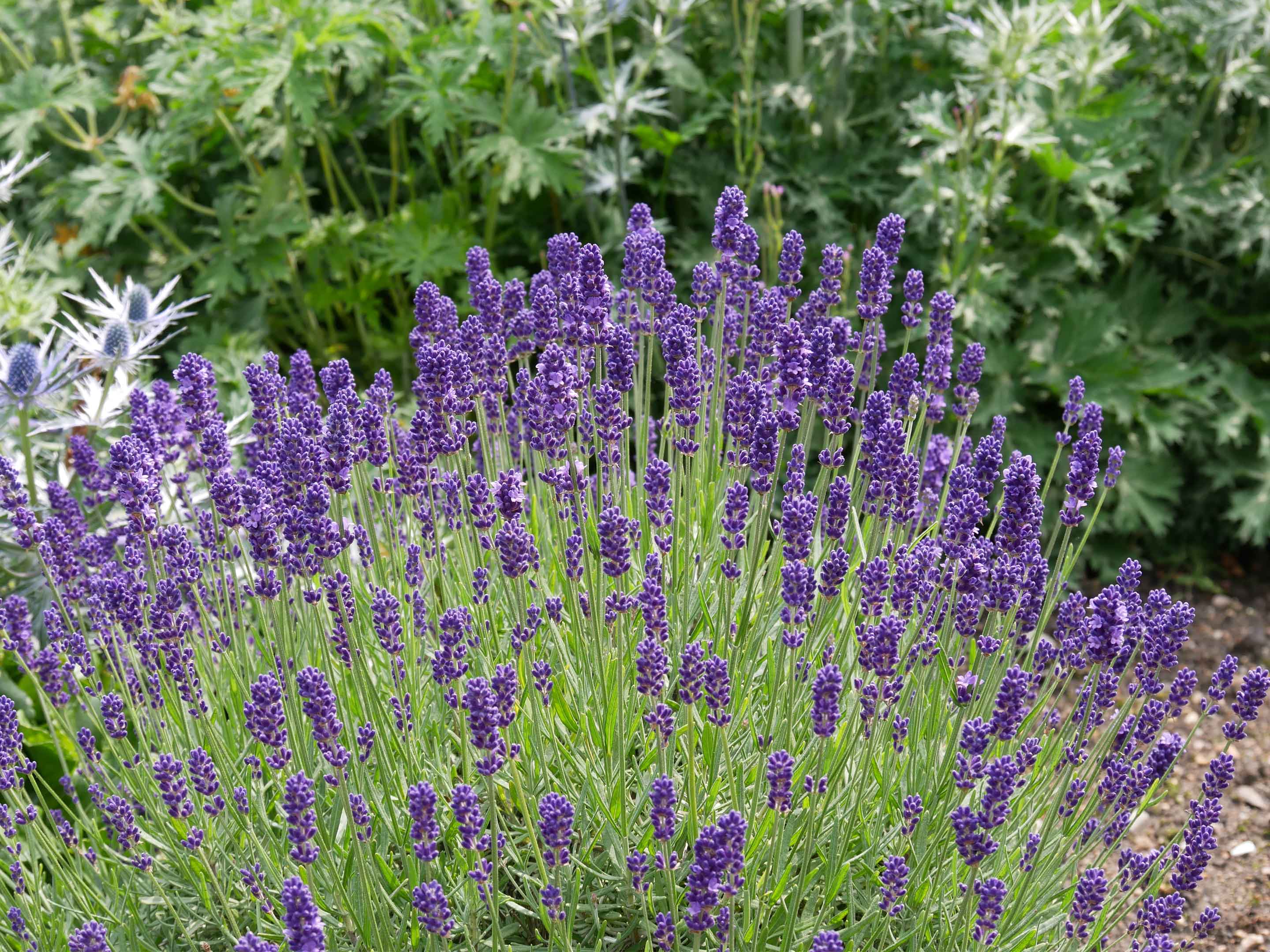 Lavanda