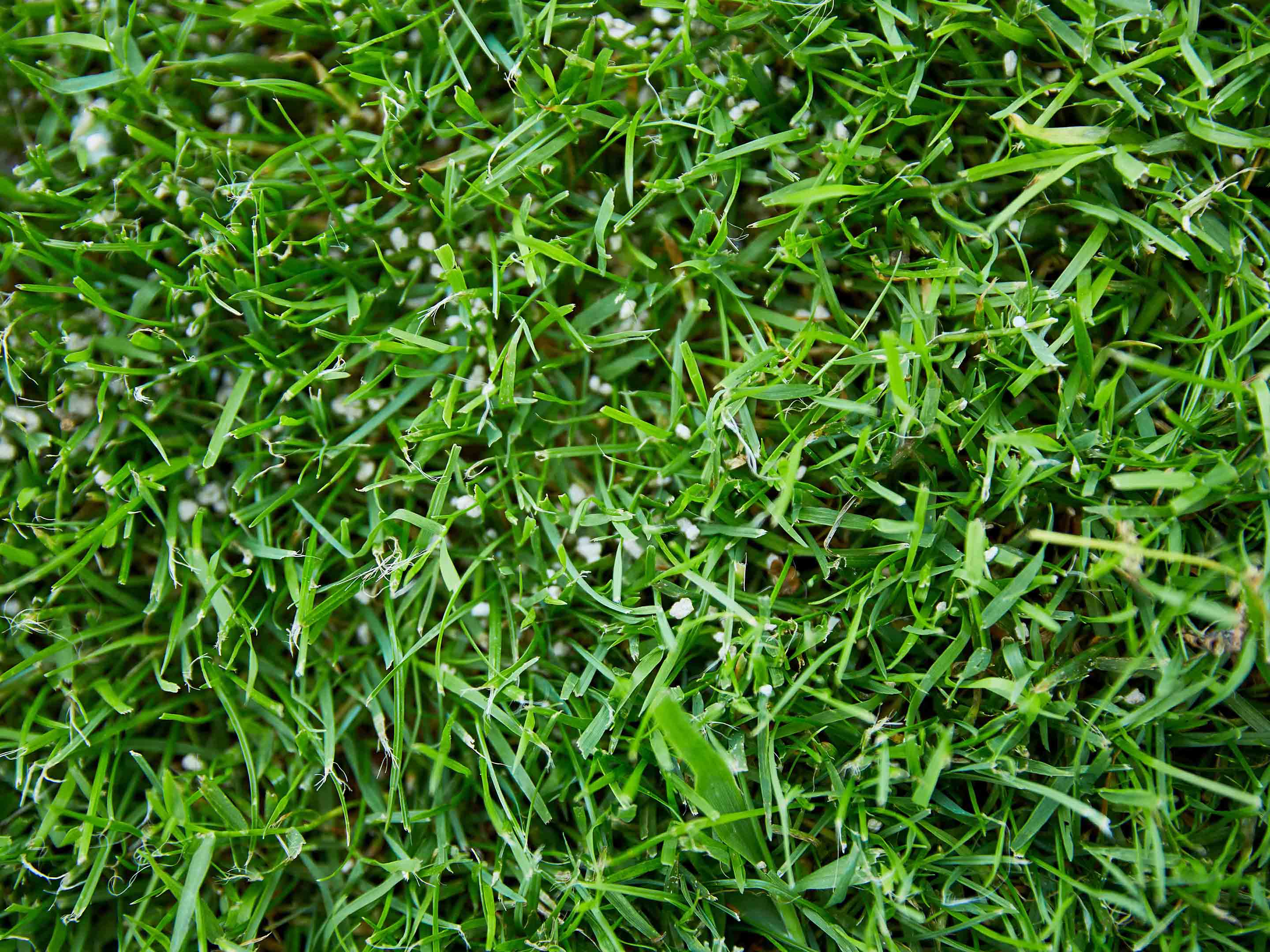 Rasen überdüngt? – Das hilft! | COMPO