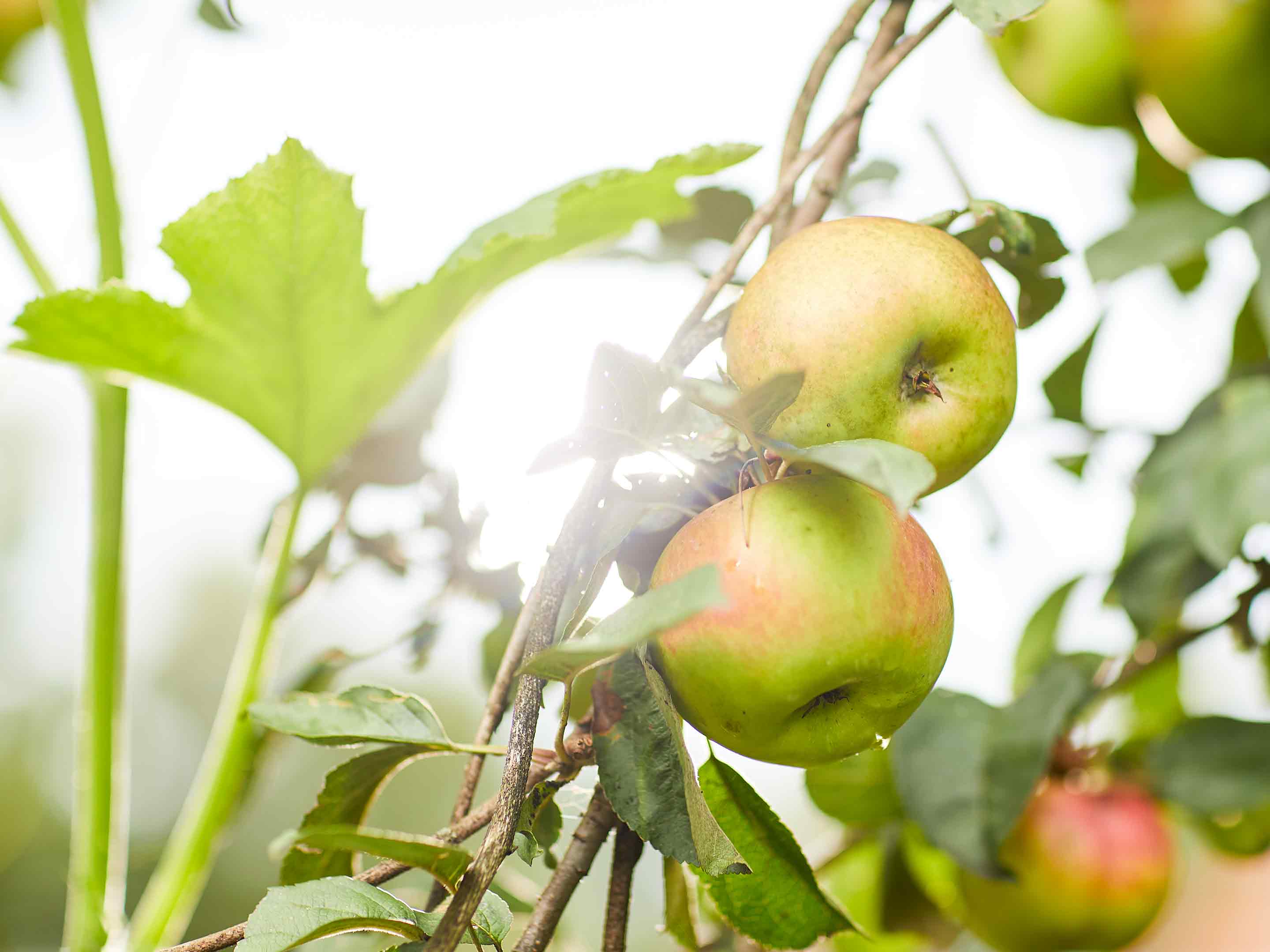 15 alte Apfelsorten für den Obstgarten | COMPO