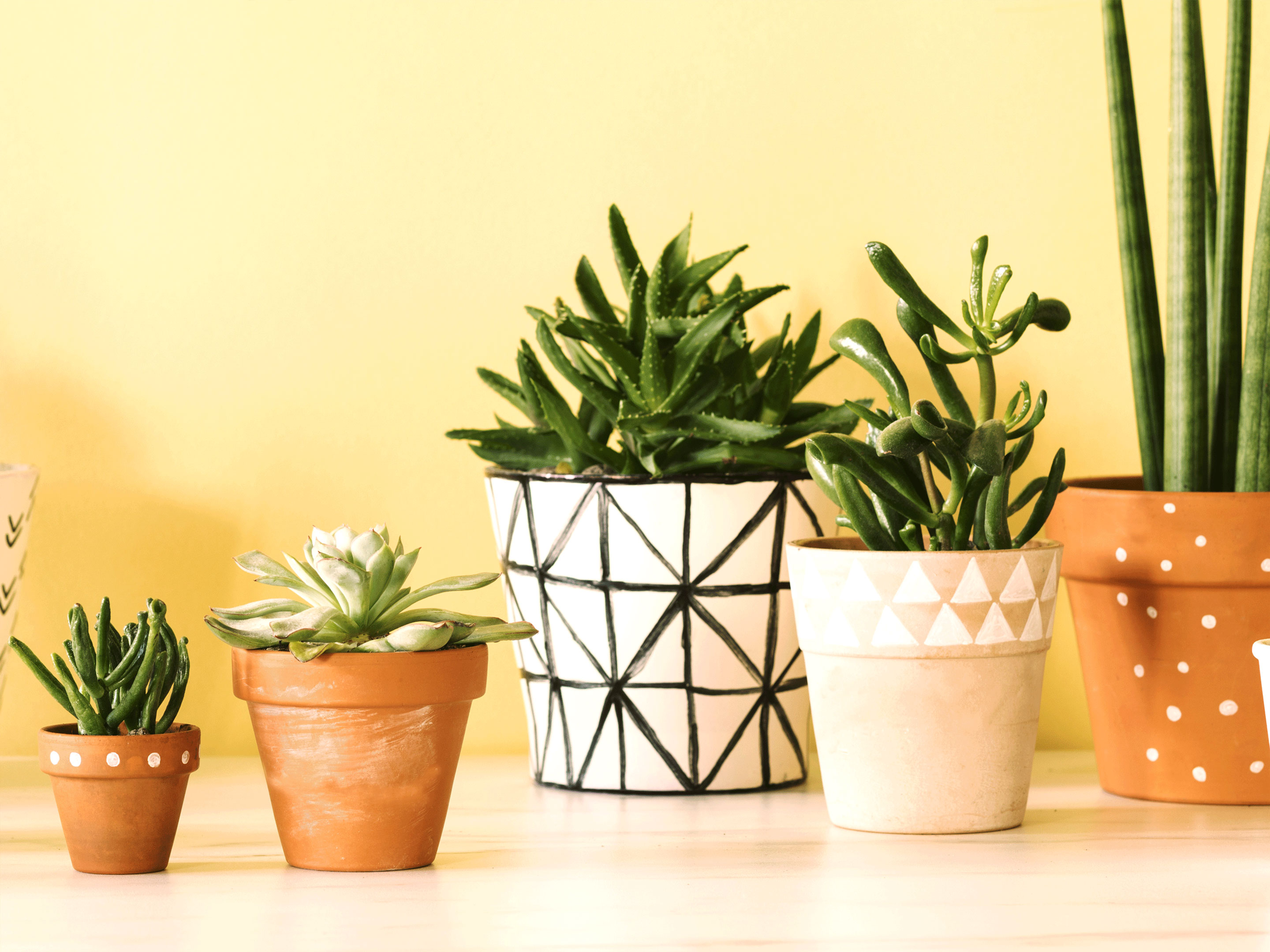Tips and tricks for caring for indoor plants properly