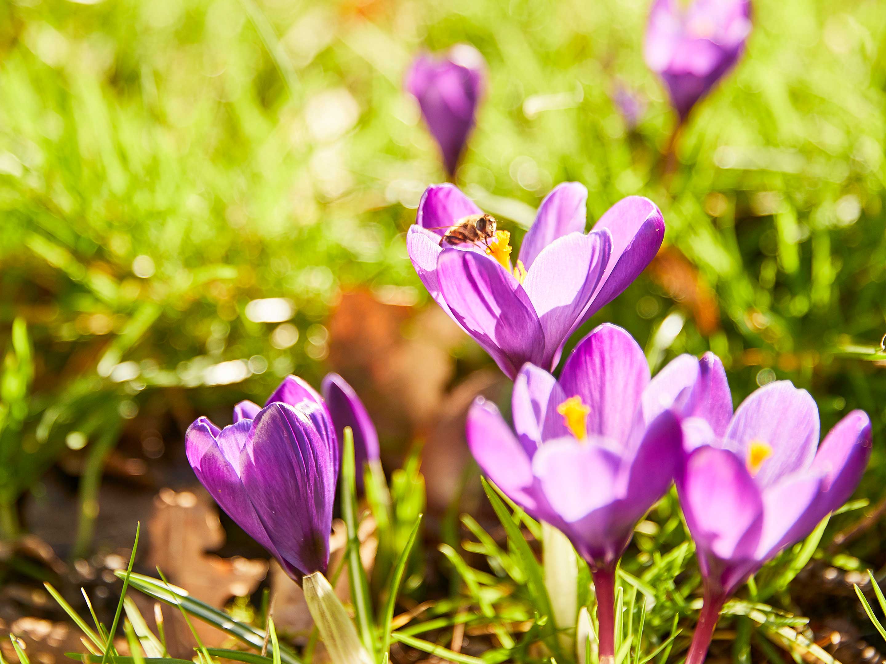 Krokus aanplanten en verzorgen | COMPO