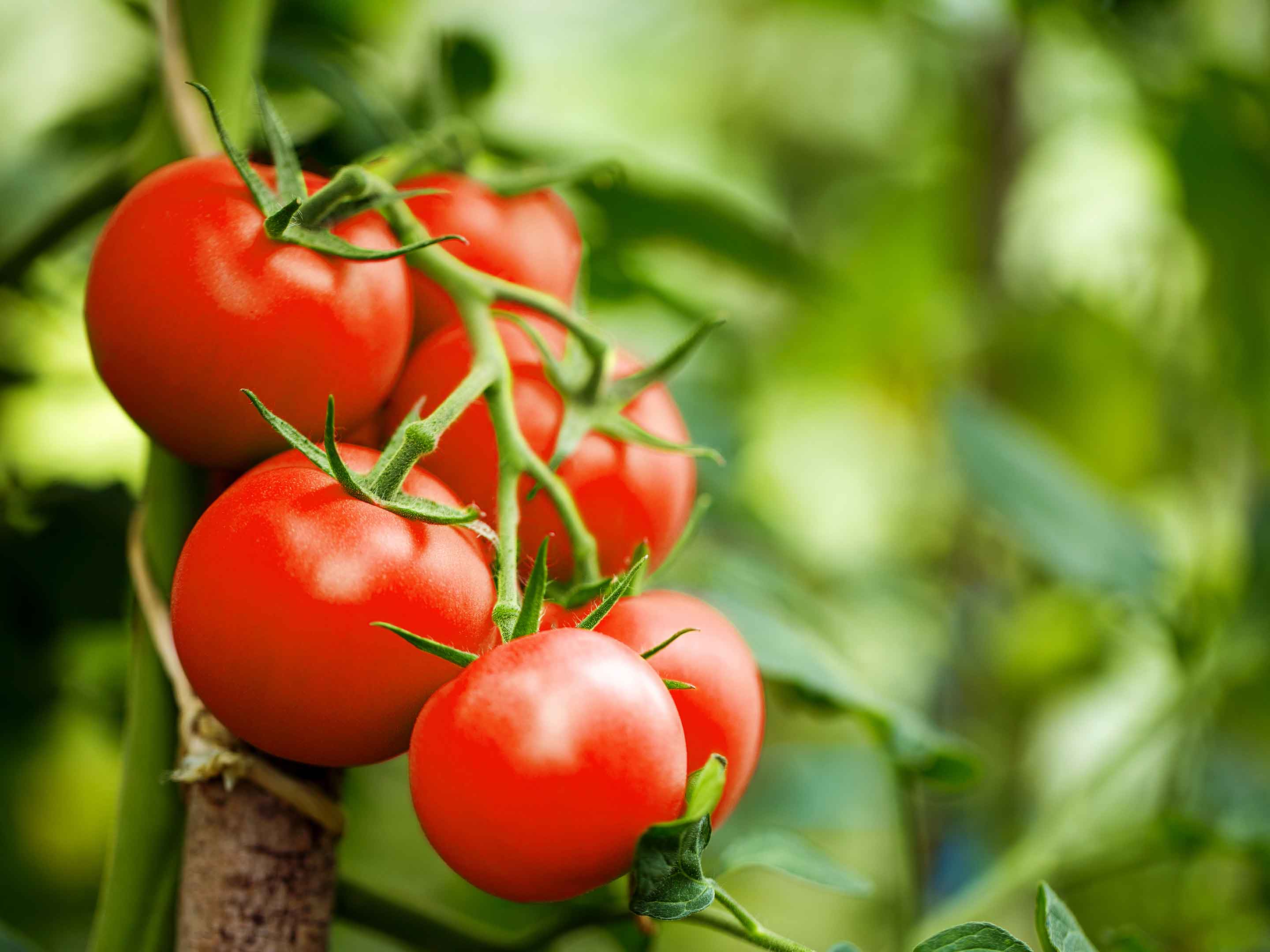 Tomaten planten en verzorgen | COMPO