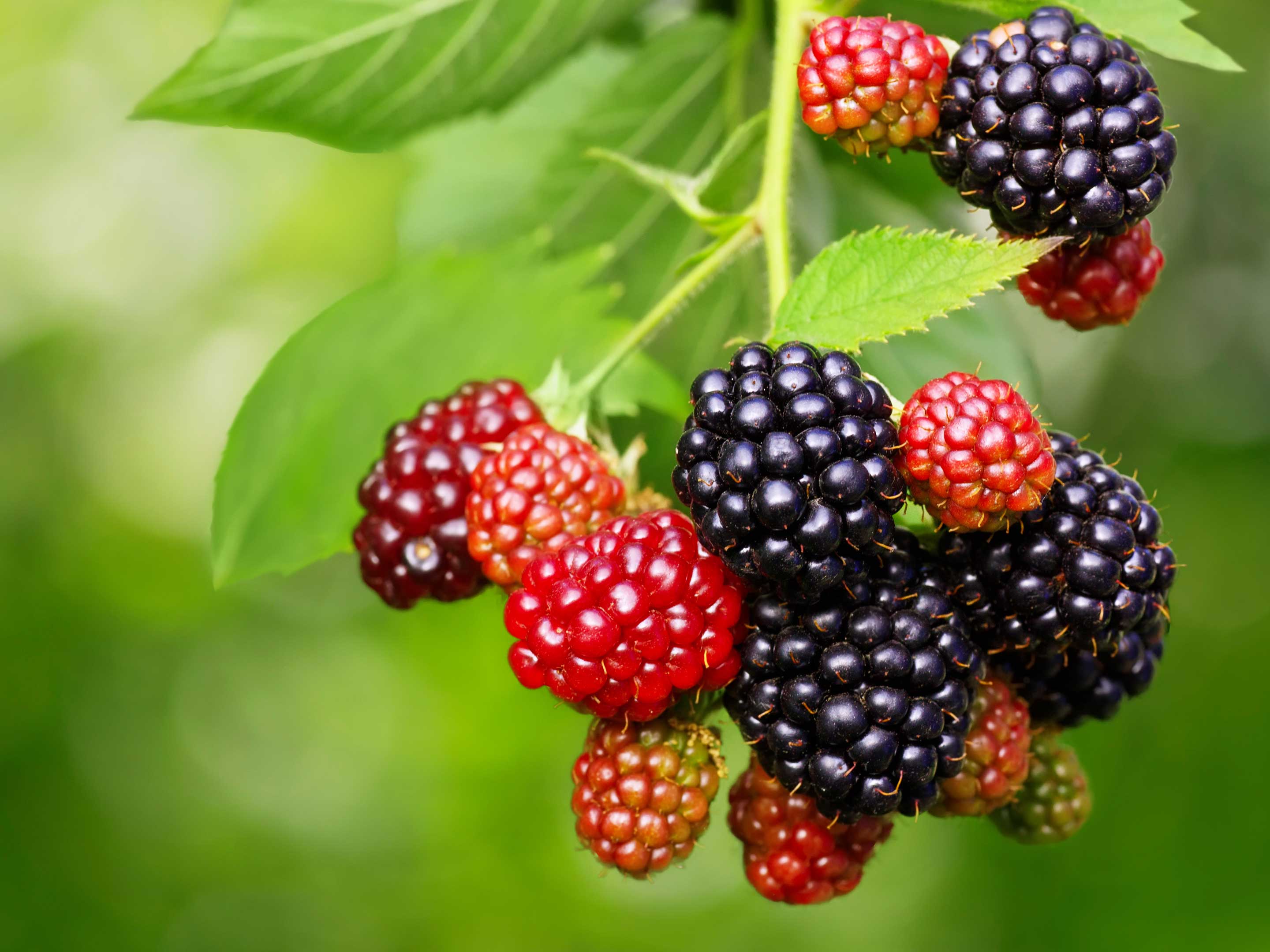 Braambes planten en verzorgen | COMPO