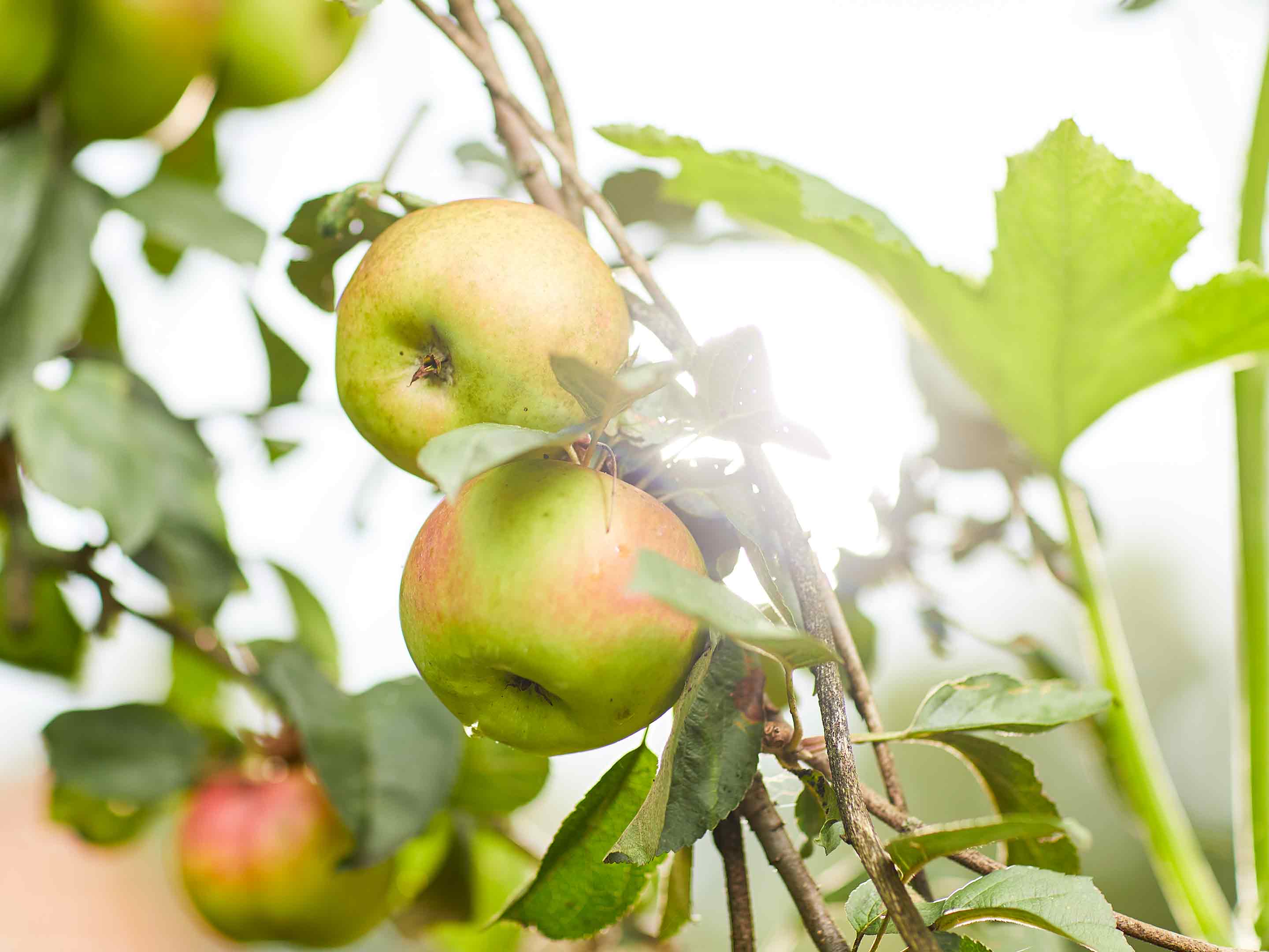 Planter et entretenir un pommier | COMPO