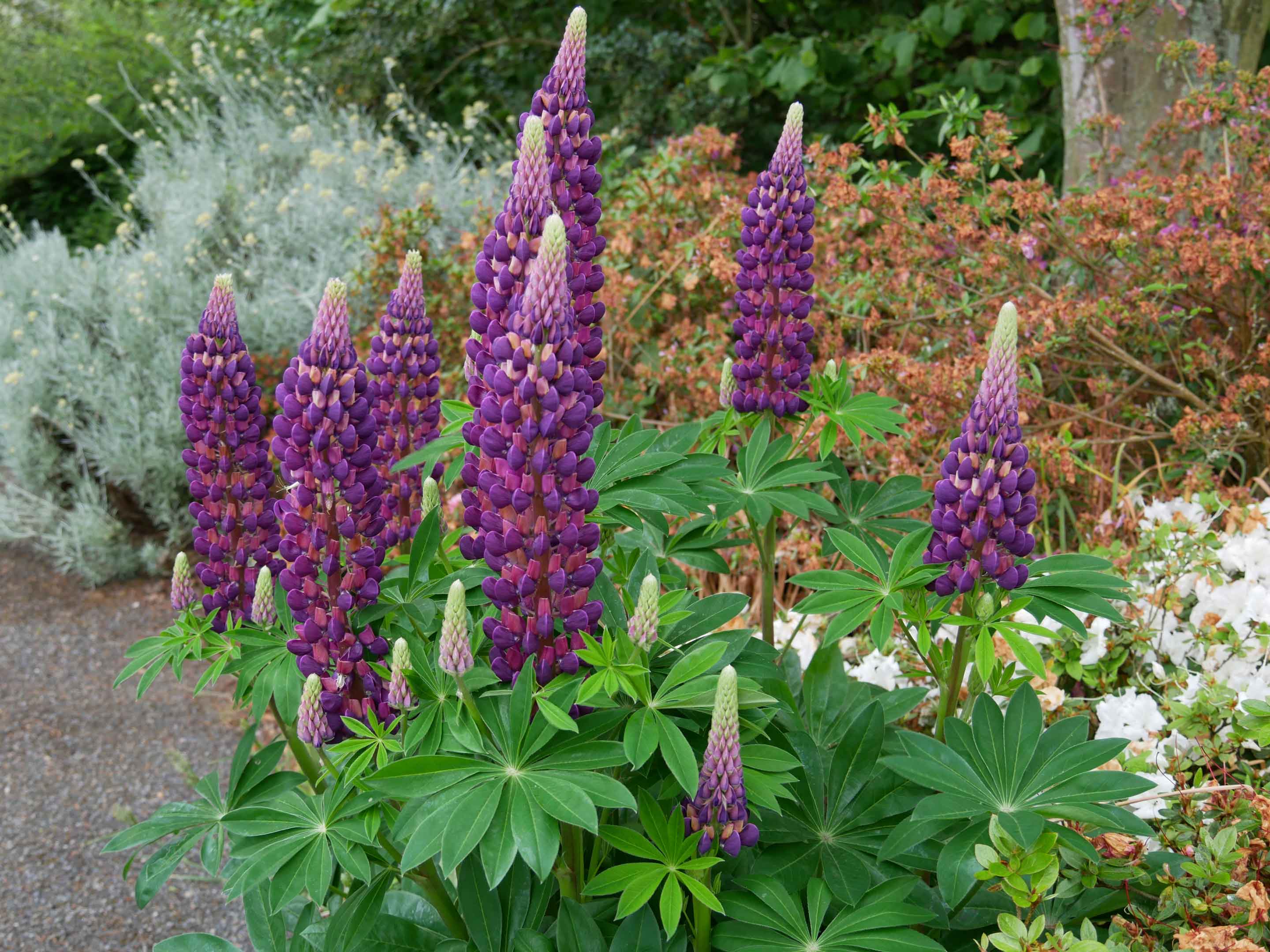 Pianta dei Lupini: fiori, caratteristiche e cura