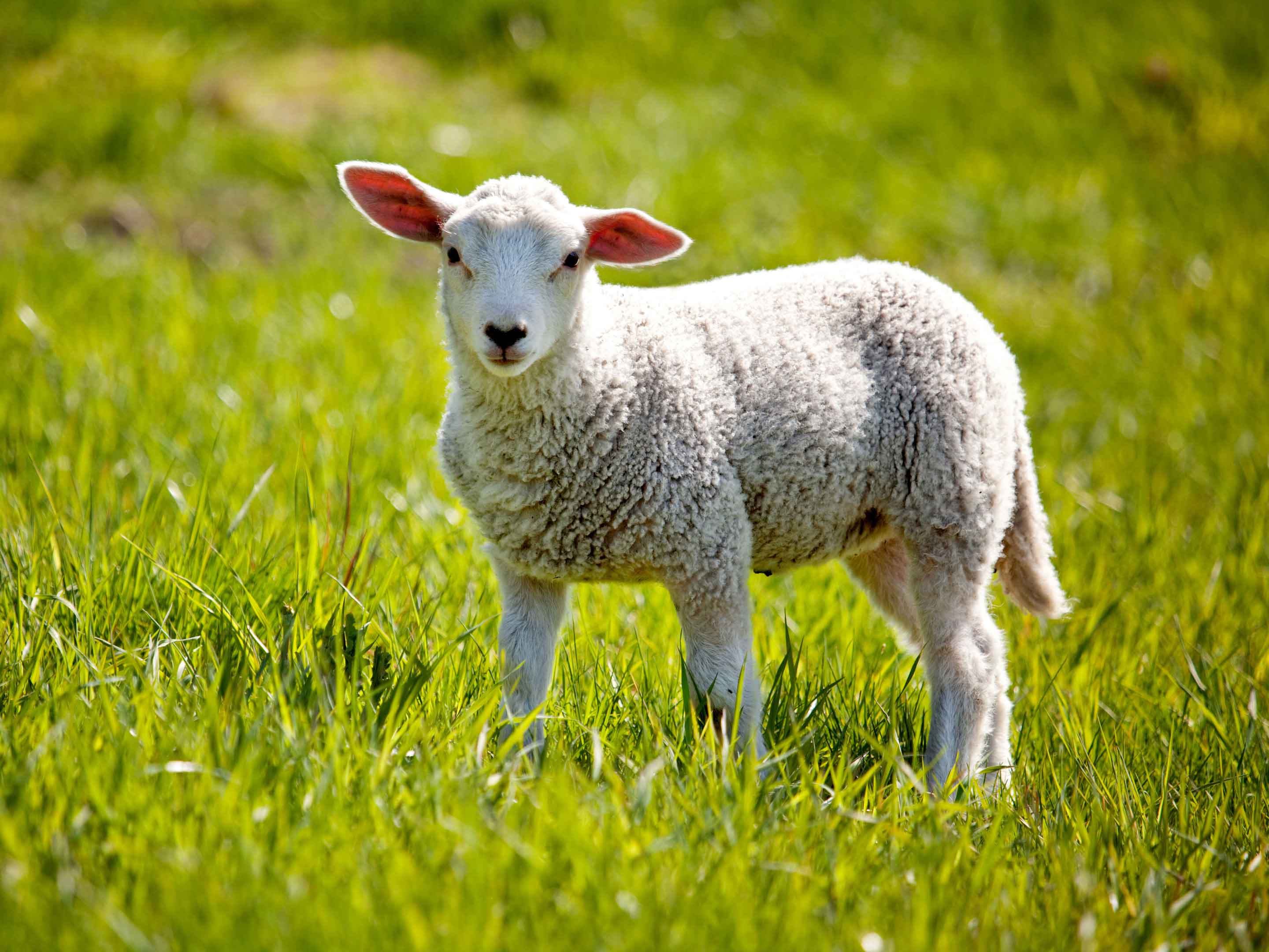 Sheep's wool as fertilizer? | COMPO