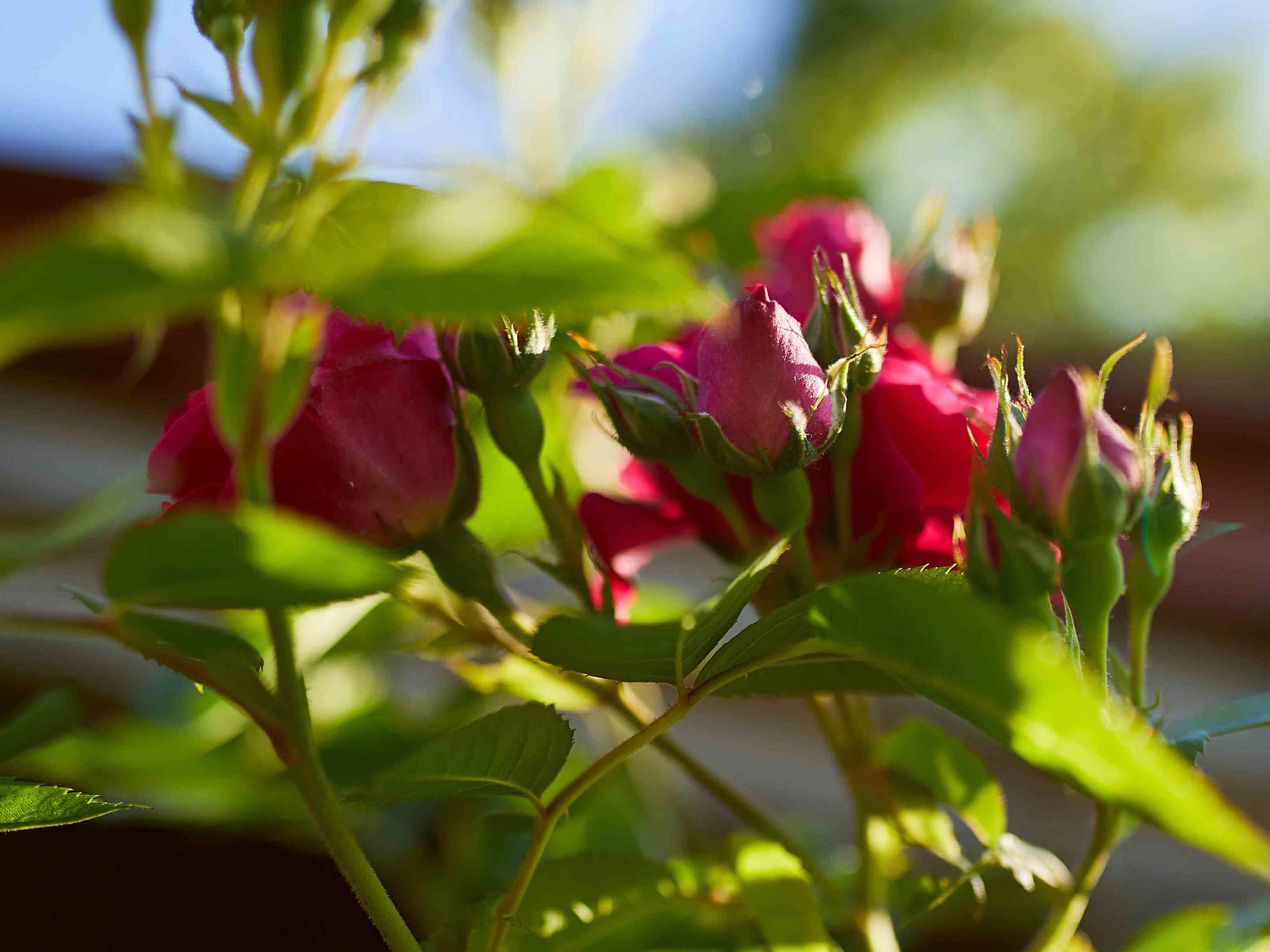 Welke soorten rozen bestaan er? | COMPO