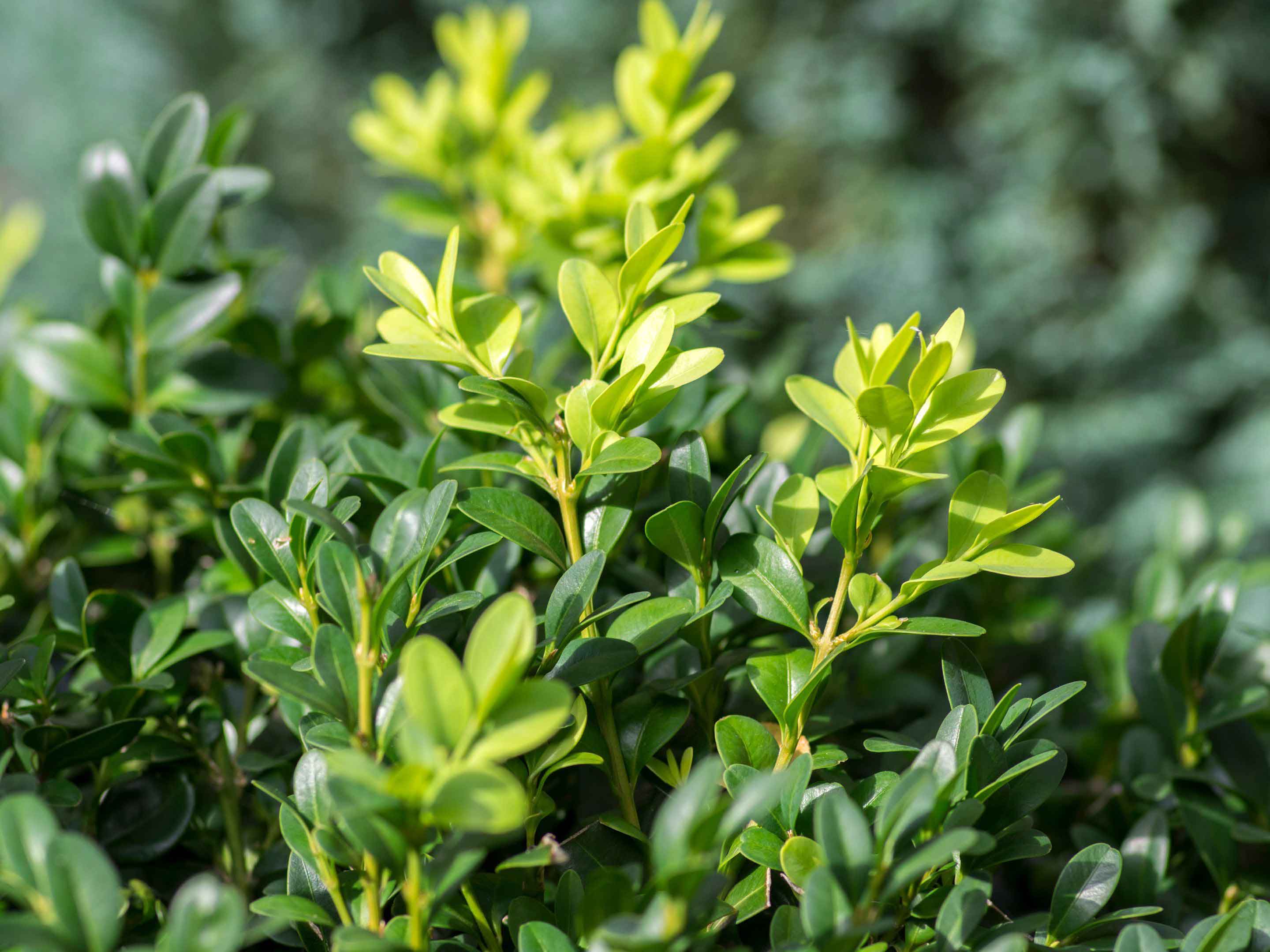 Bosso: tutto quello che c’è da sapere su questa pianta sempreverde