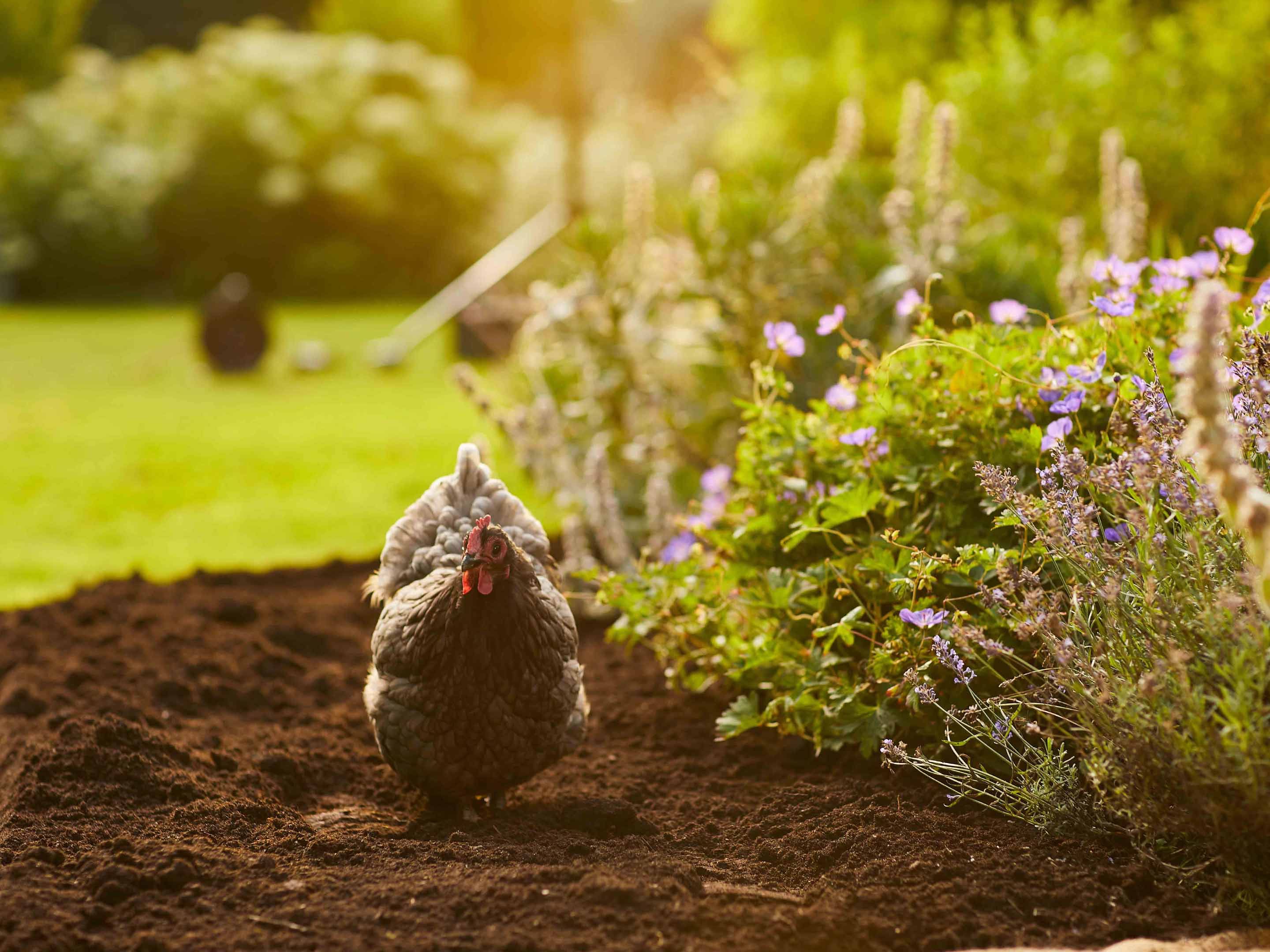 Duurzaam tuinieren - 10 tips | COMPO