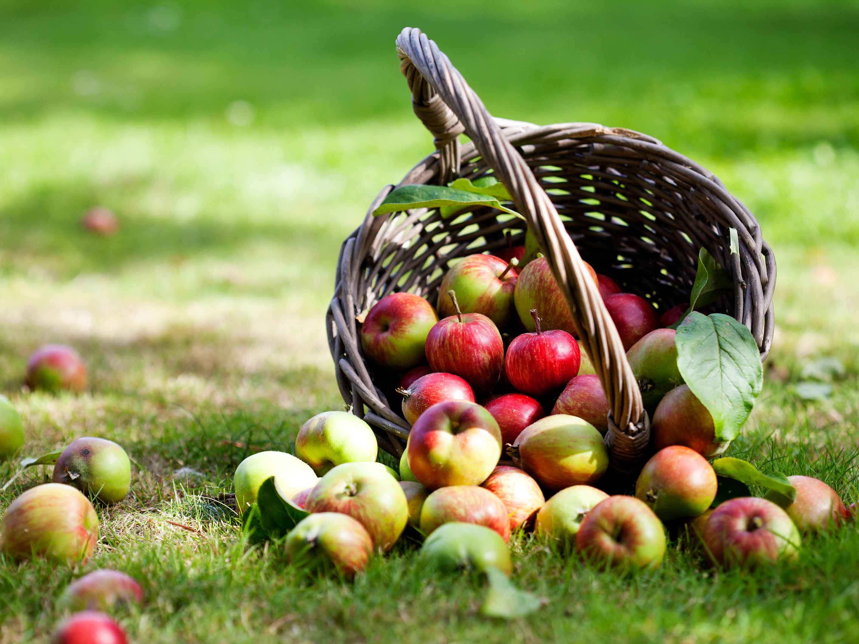 Jabolko, jablana – COMPO