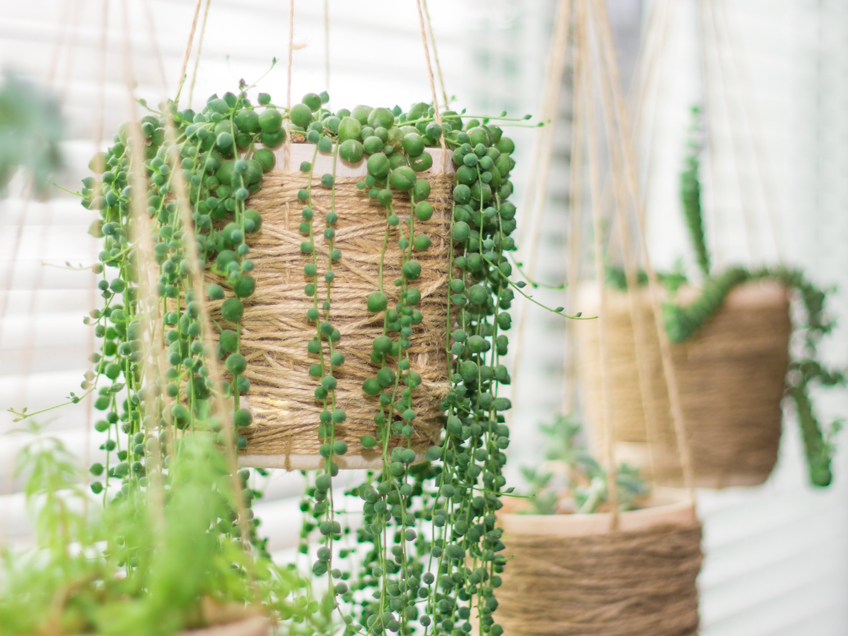 Viseče rastline: kako rastline rastejo na vrtoglavih višavah