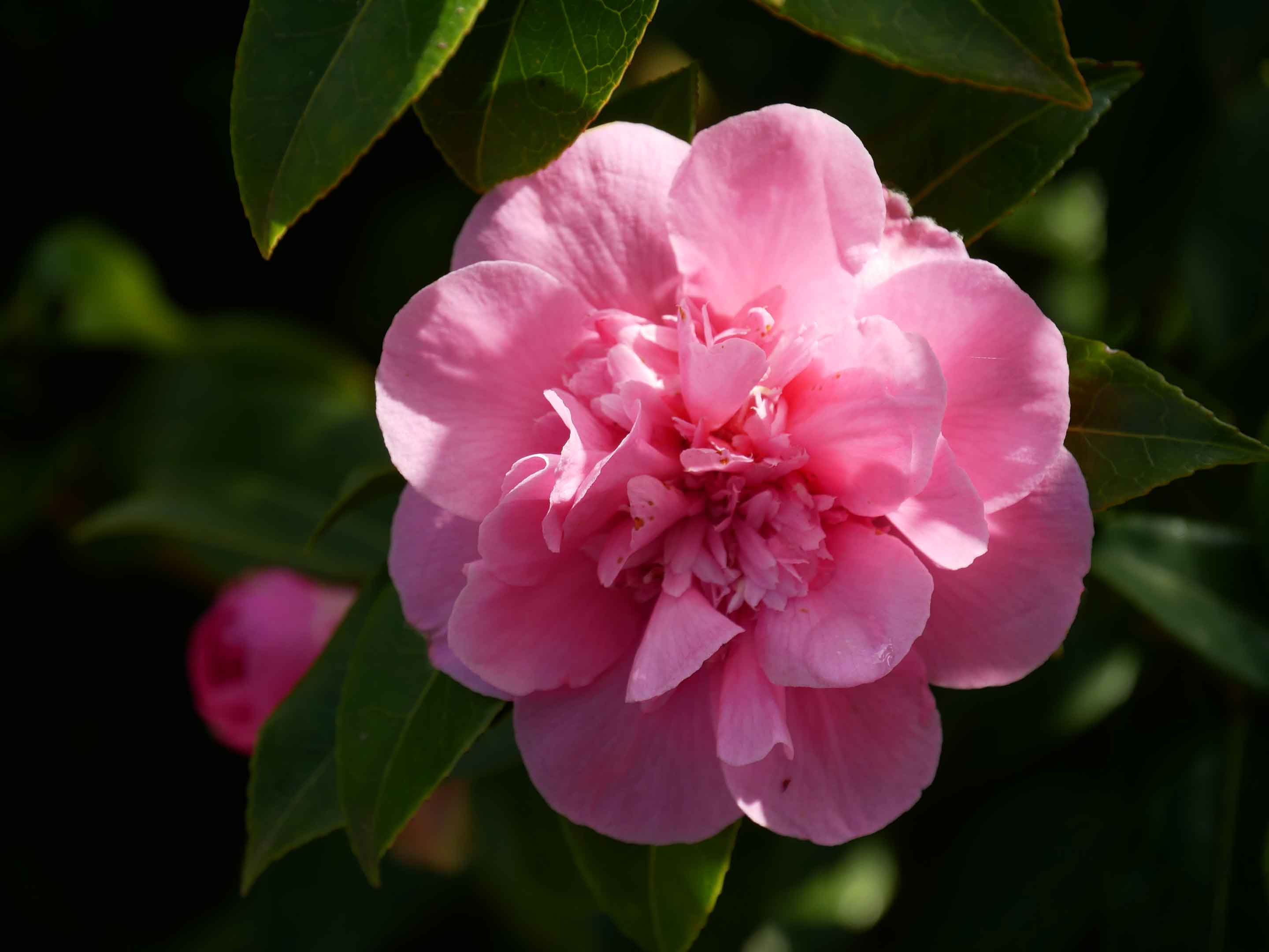 Sajenje in nega kamelij