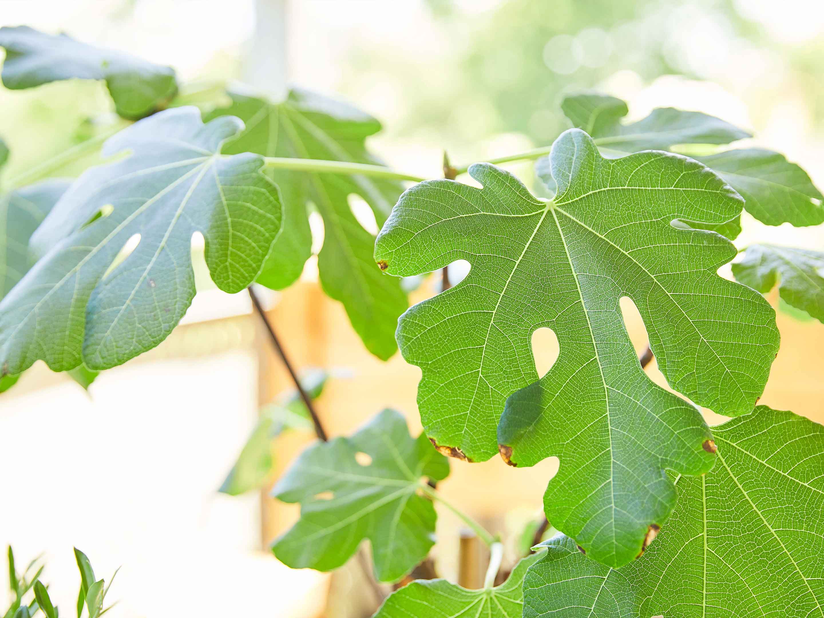 Feigenbaum pflanzen & pflegen | COMPO