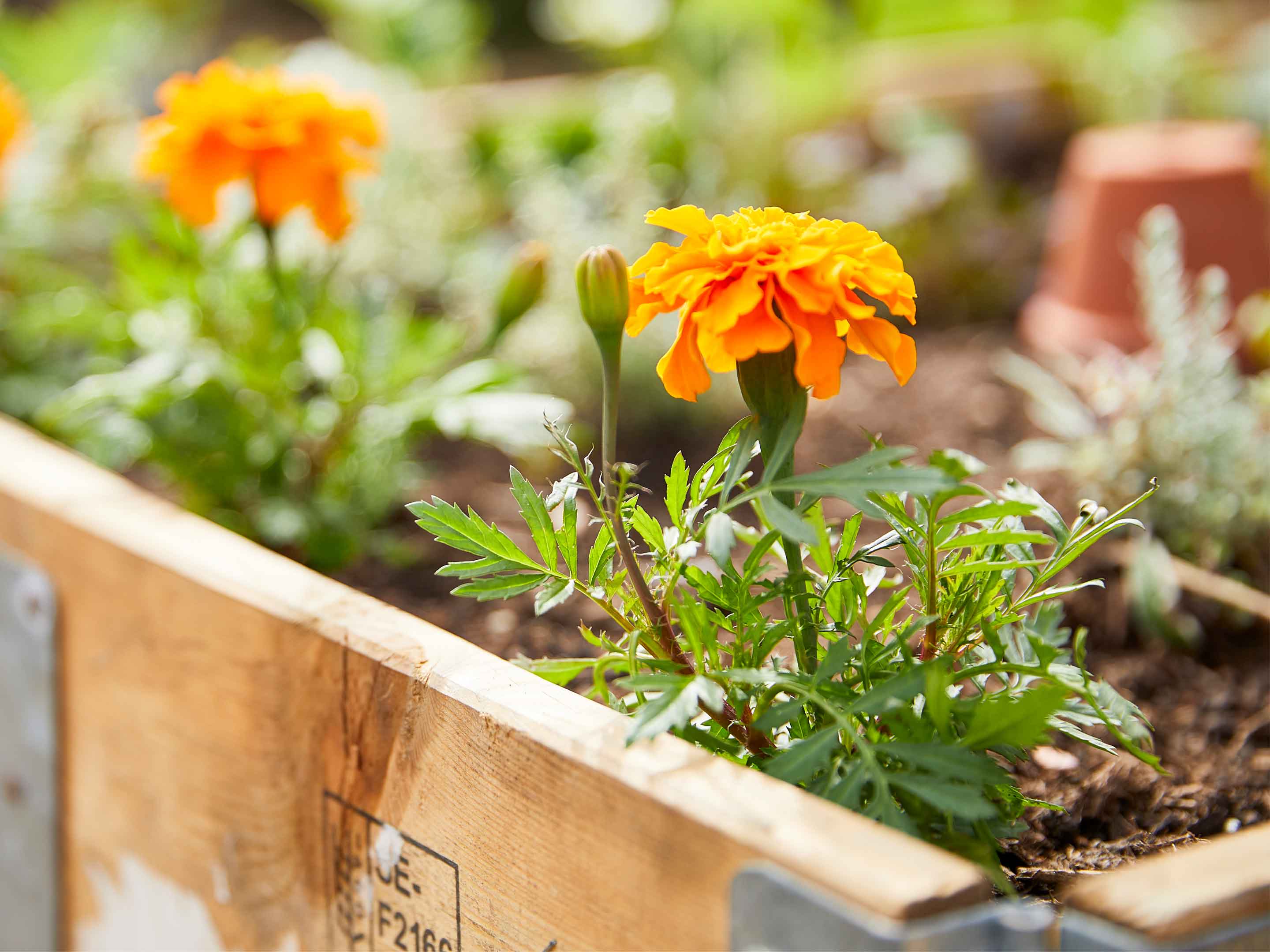 Les tagètes : comment planter et entretenir ces « fleurs d’étudiant