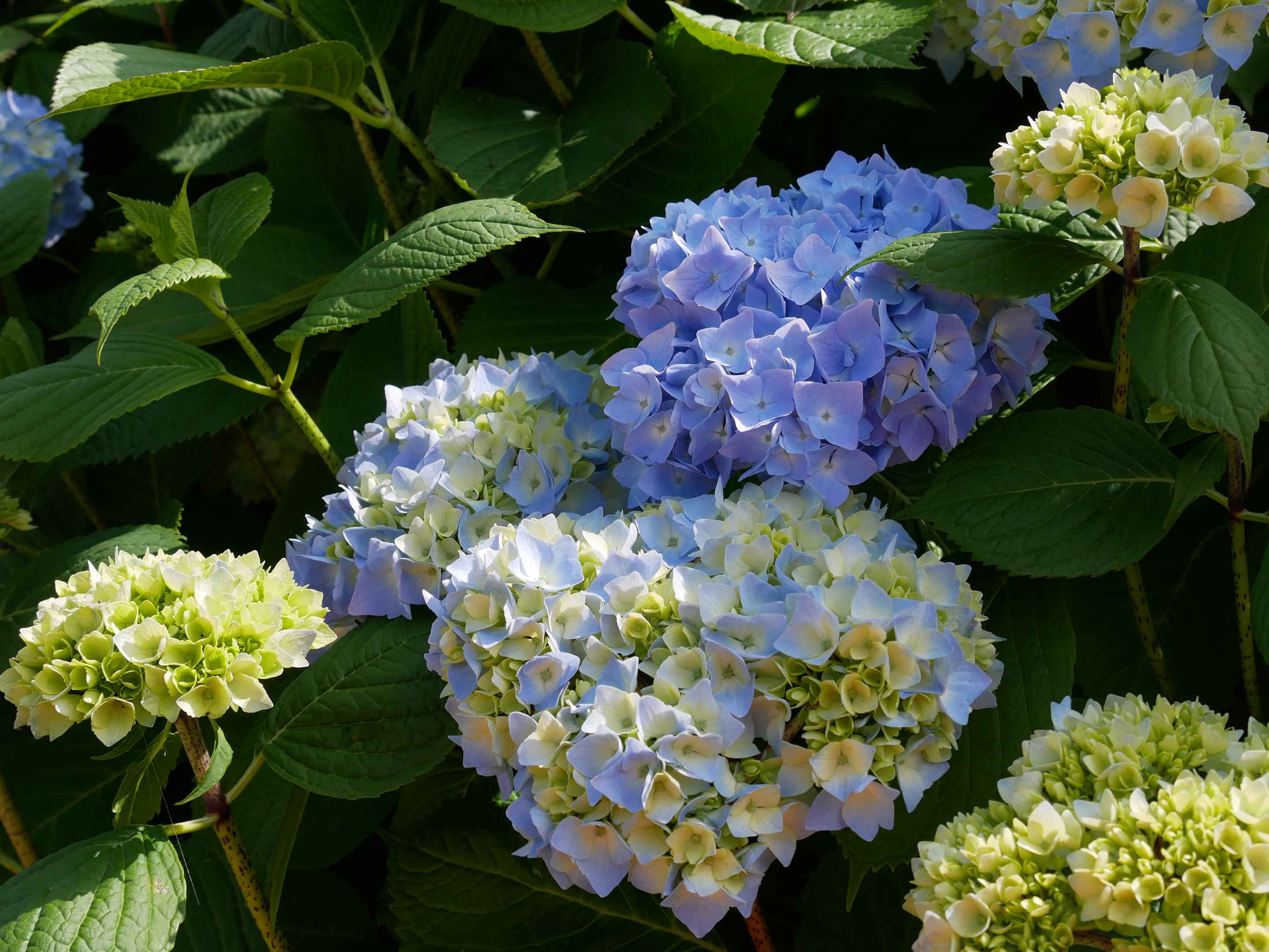 Plantation et entretien des hortensias
