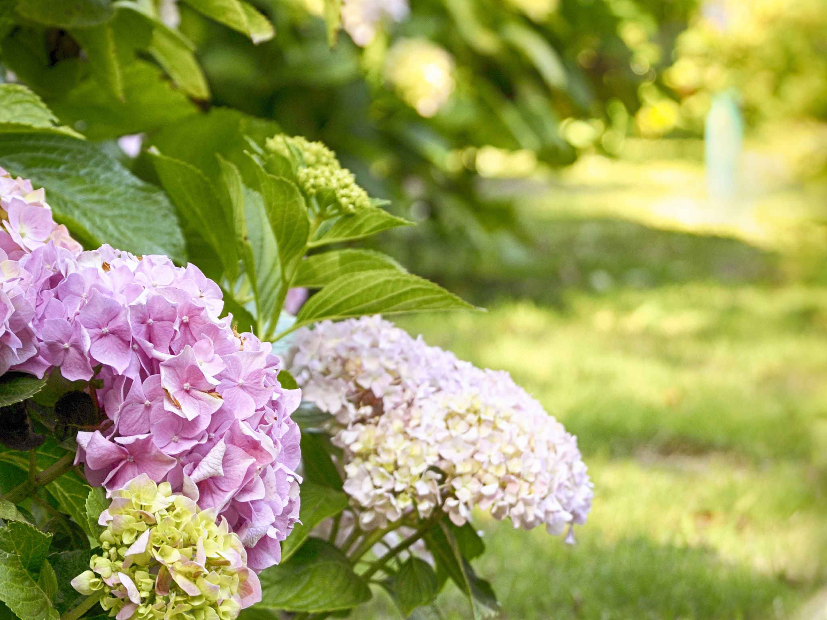 Hydrangea special: Everything you need to know about hydrangeas