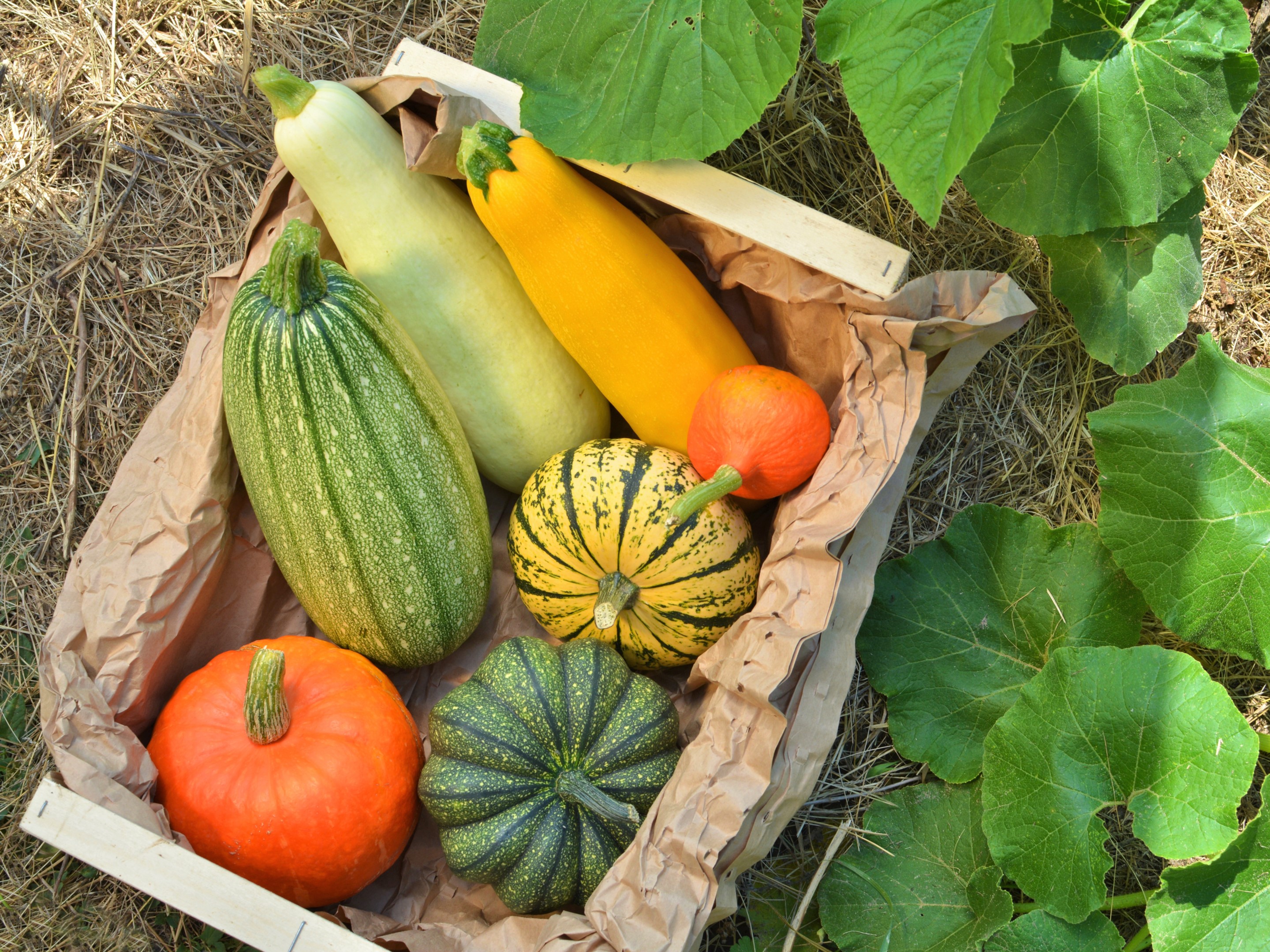 Plantation et entretien des courges
