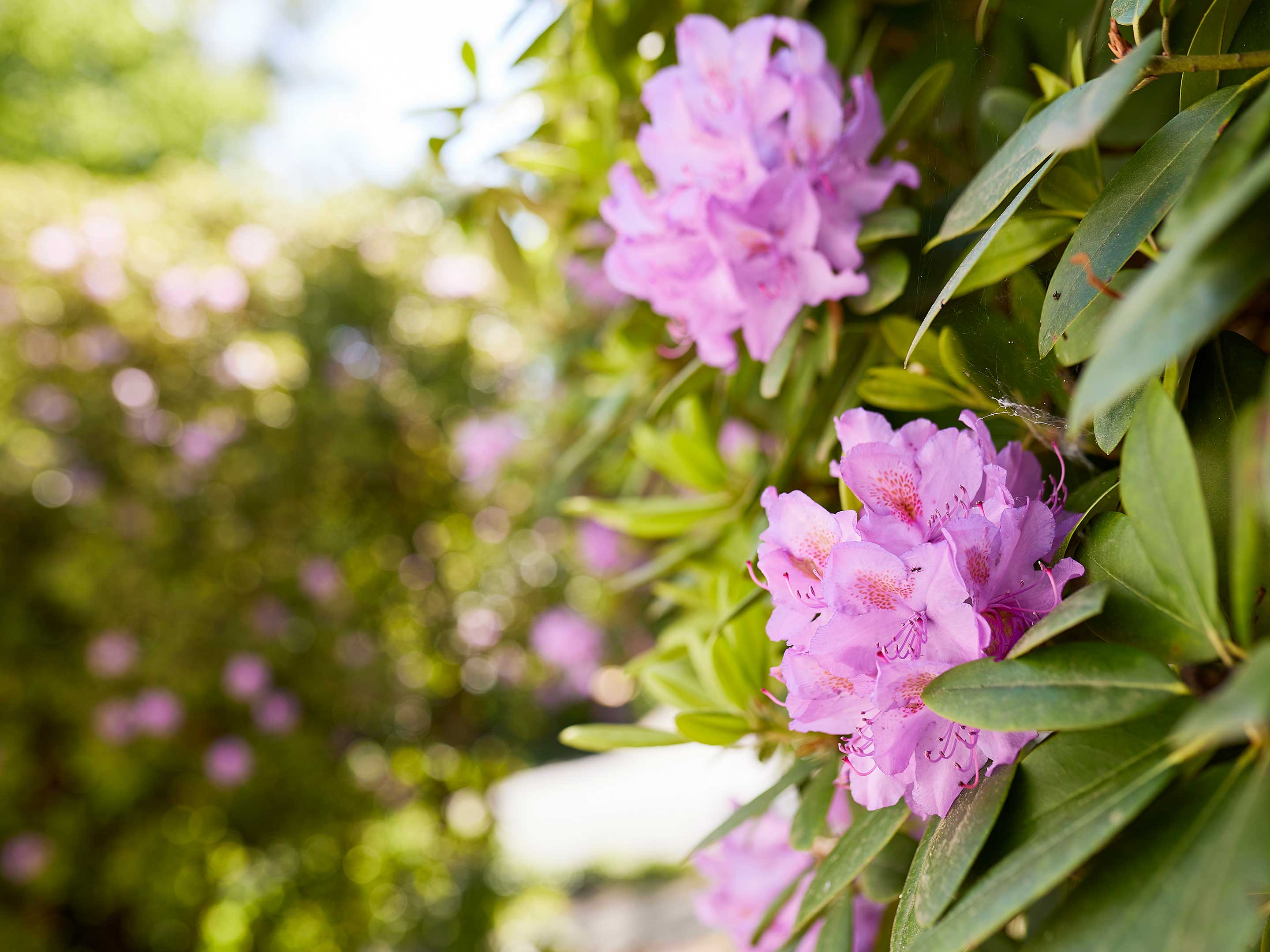 Rhododendron Premium Photo | Pink Flowers Of The Rhododendron New