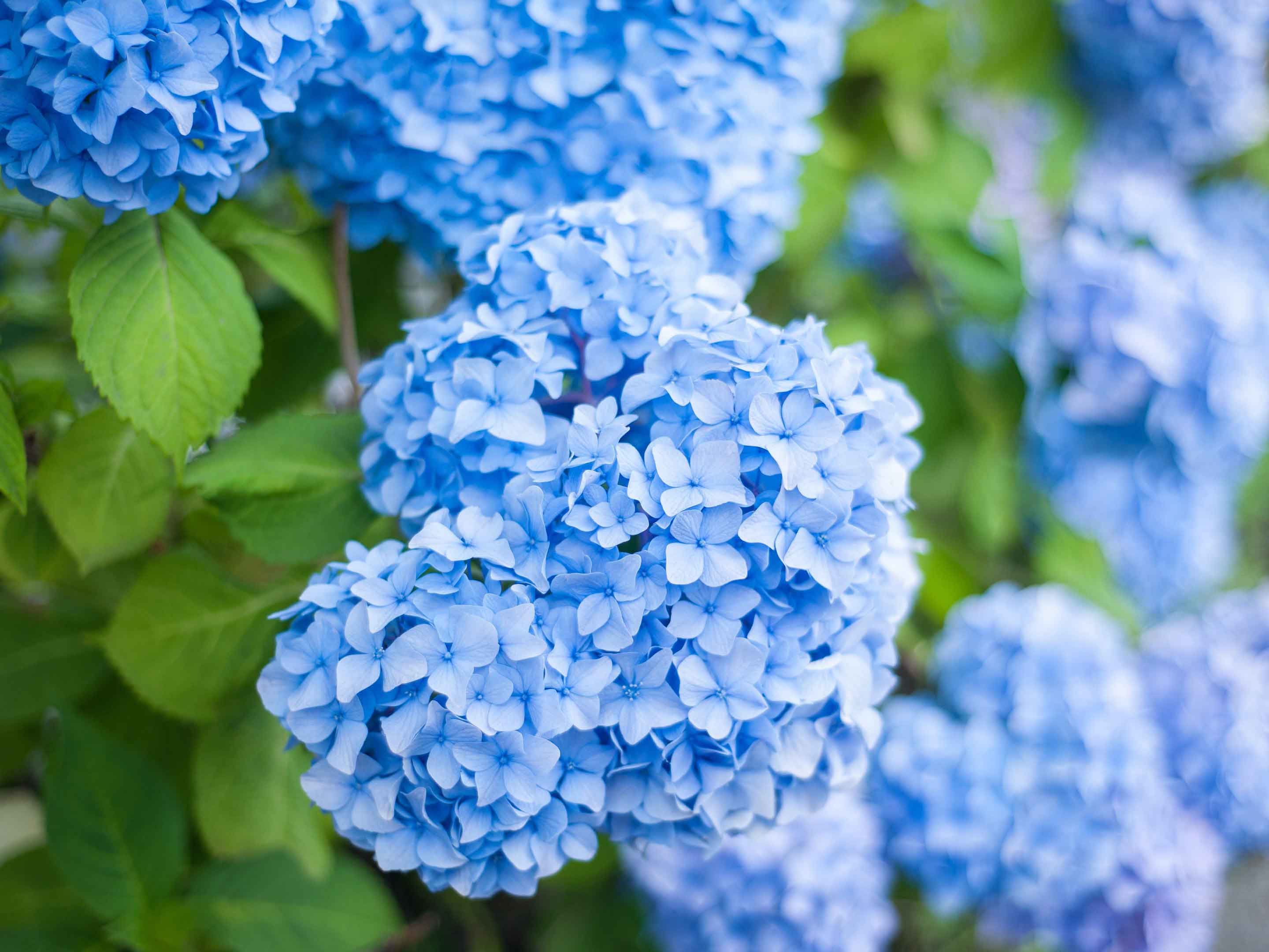 Blauwe planten : zeldzaam maar de ideale blikvanger