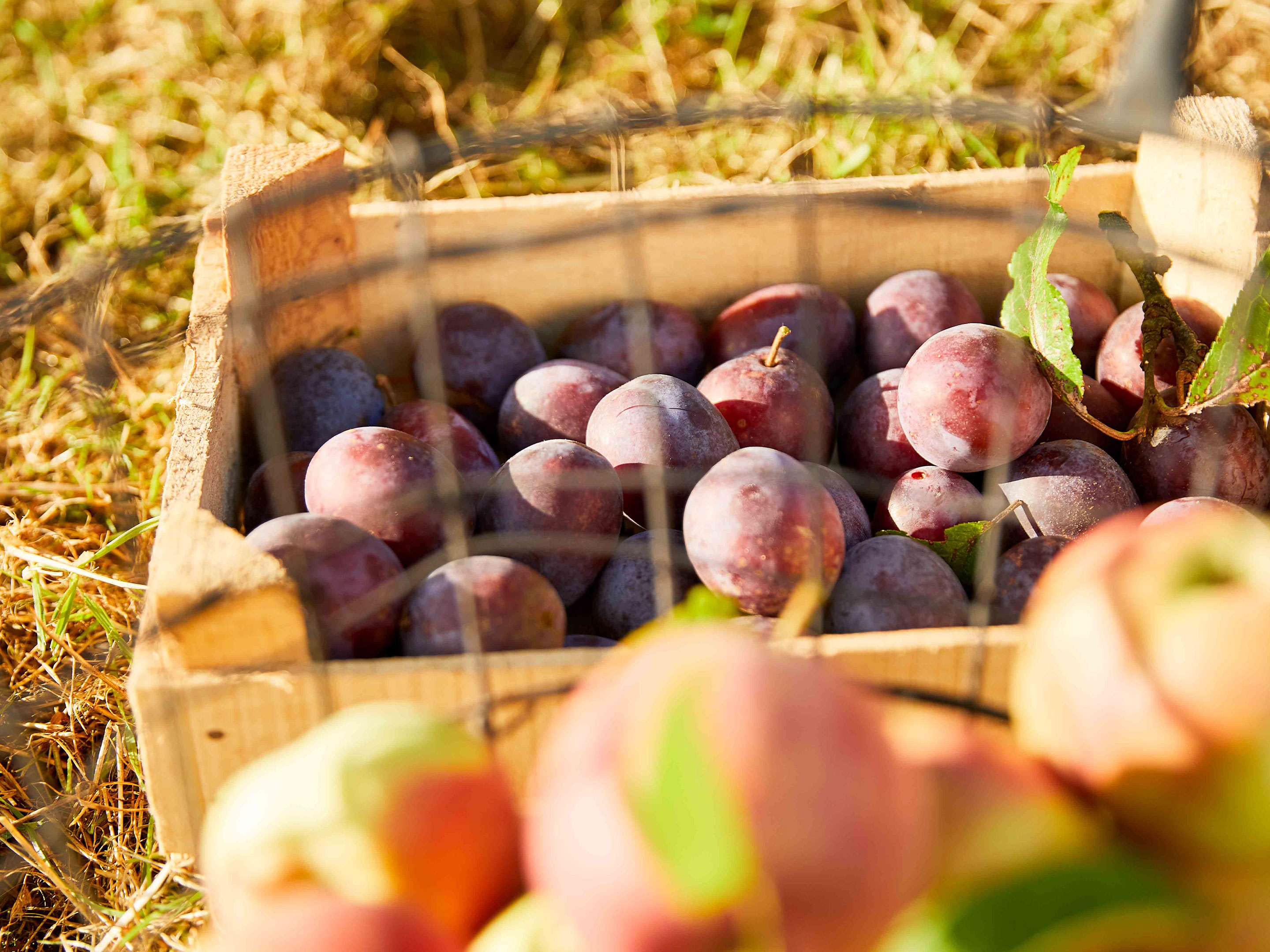 Pflaumenbaum pflanzen & pflegen