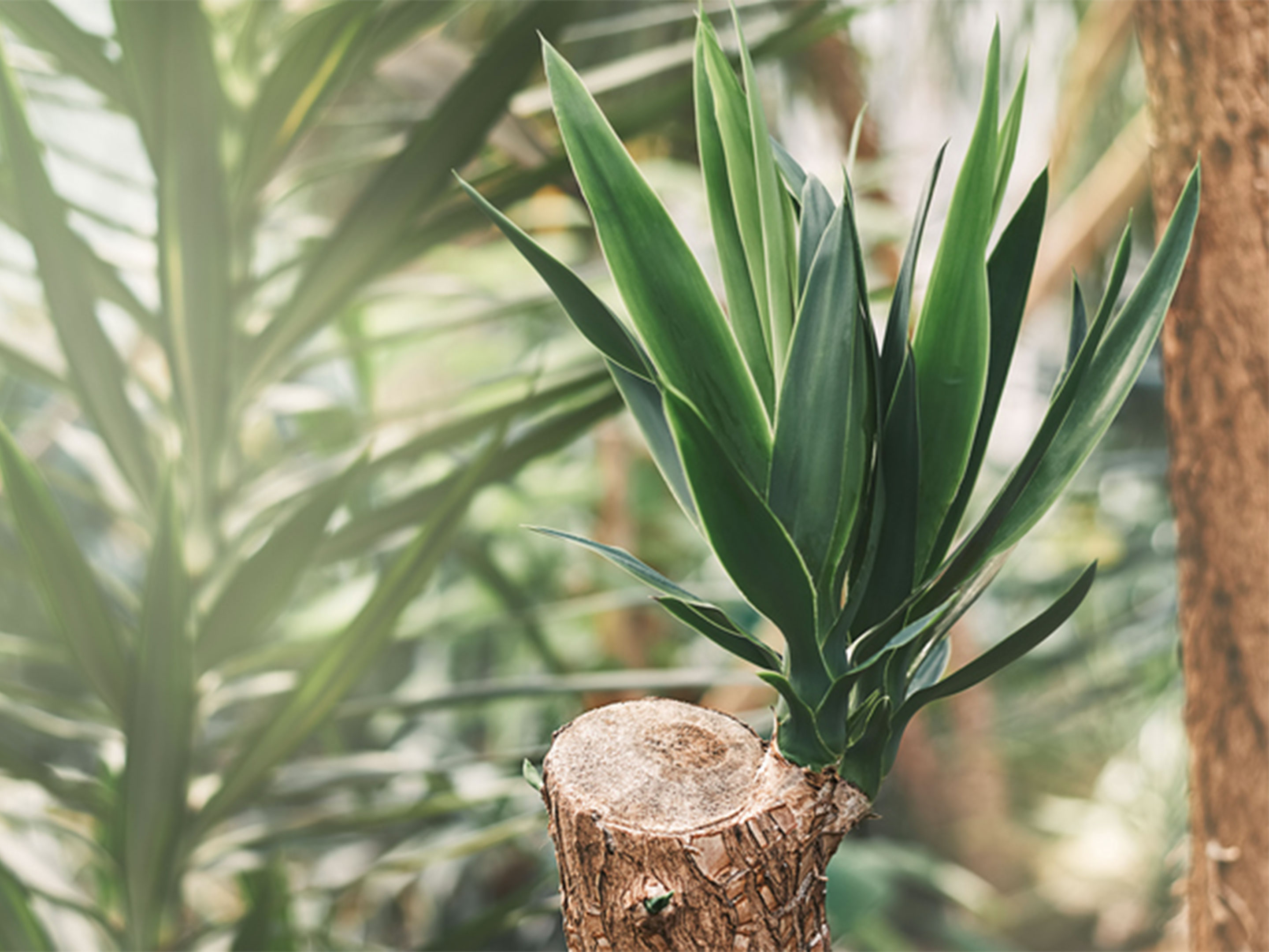 Yucca: curare e piantare correttamente