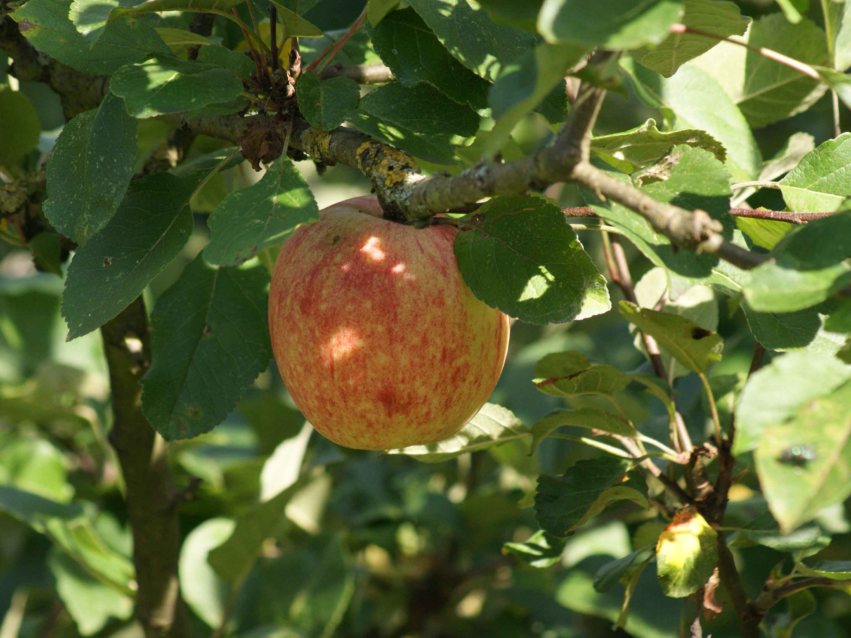 Albero di Melo: coltivazione, cura e potatura