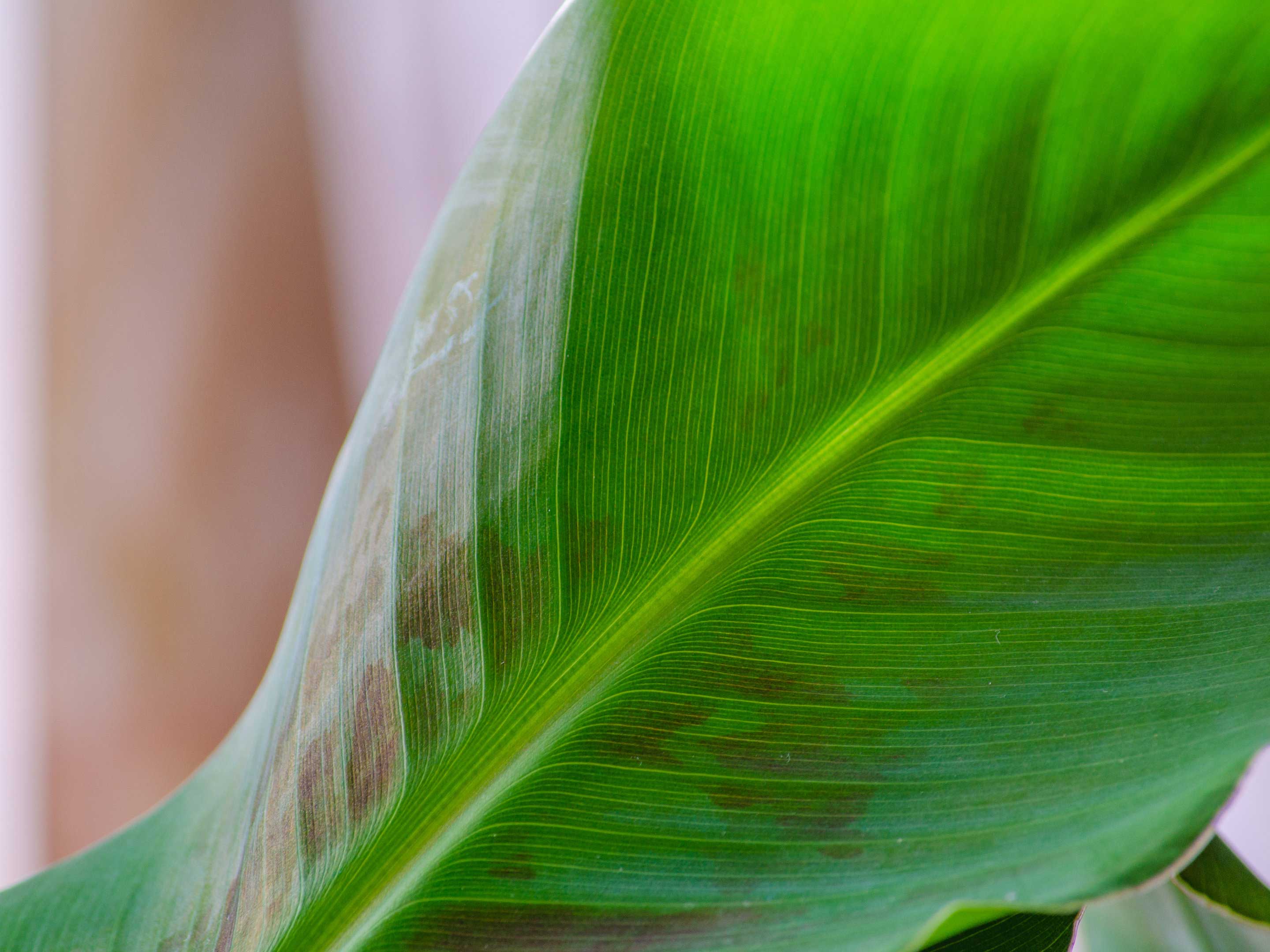 Bananenplant planten en verzorgen | COMPO