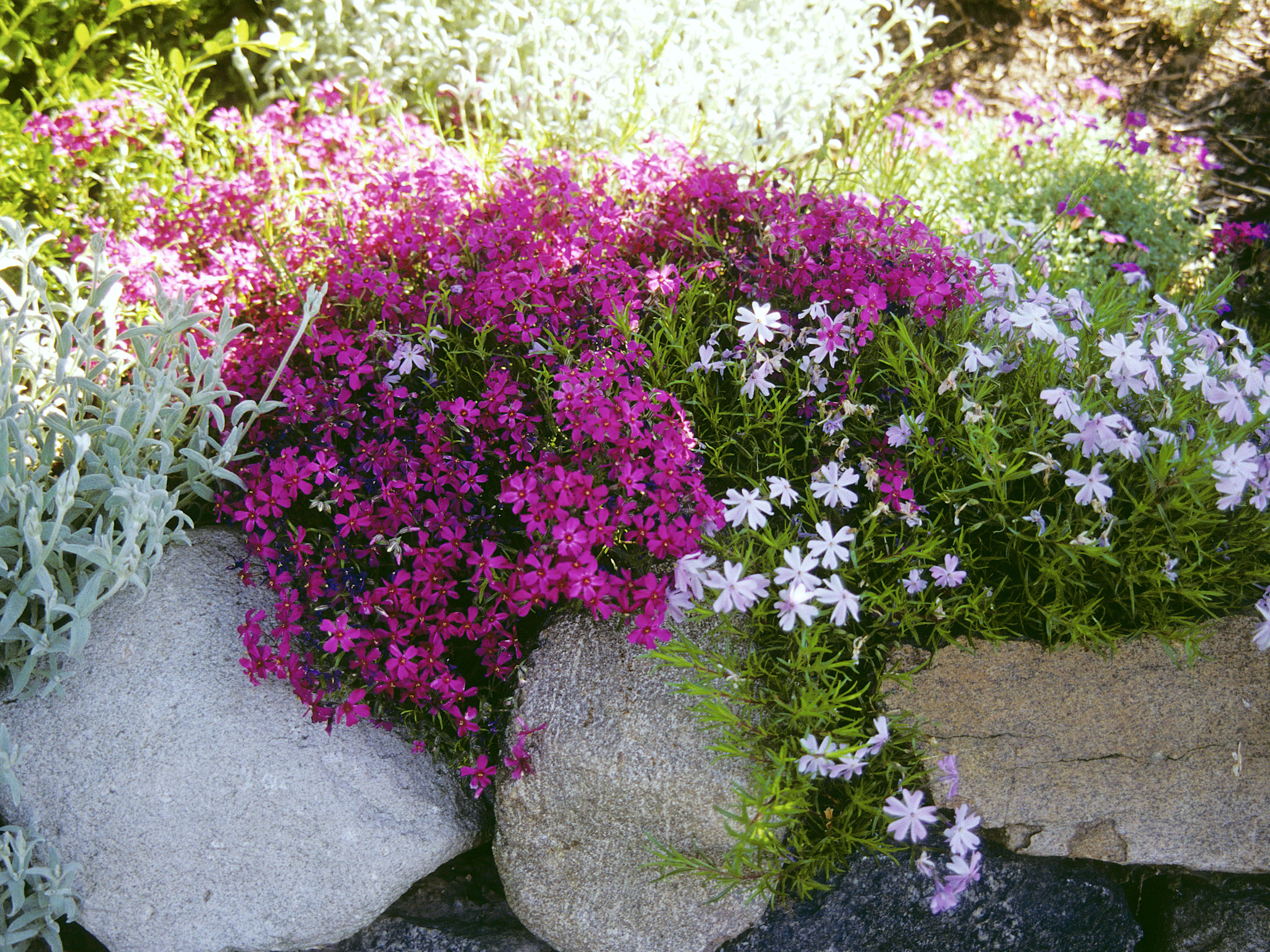 Kako stvoriti gredicu za trajnice u Vašem vrtu