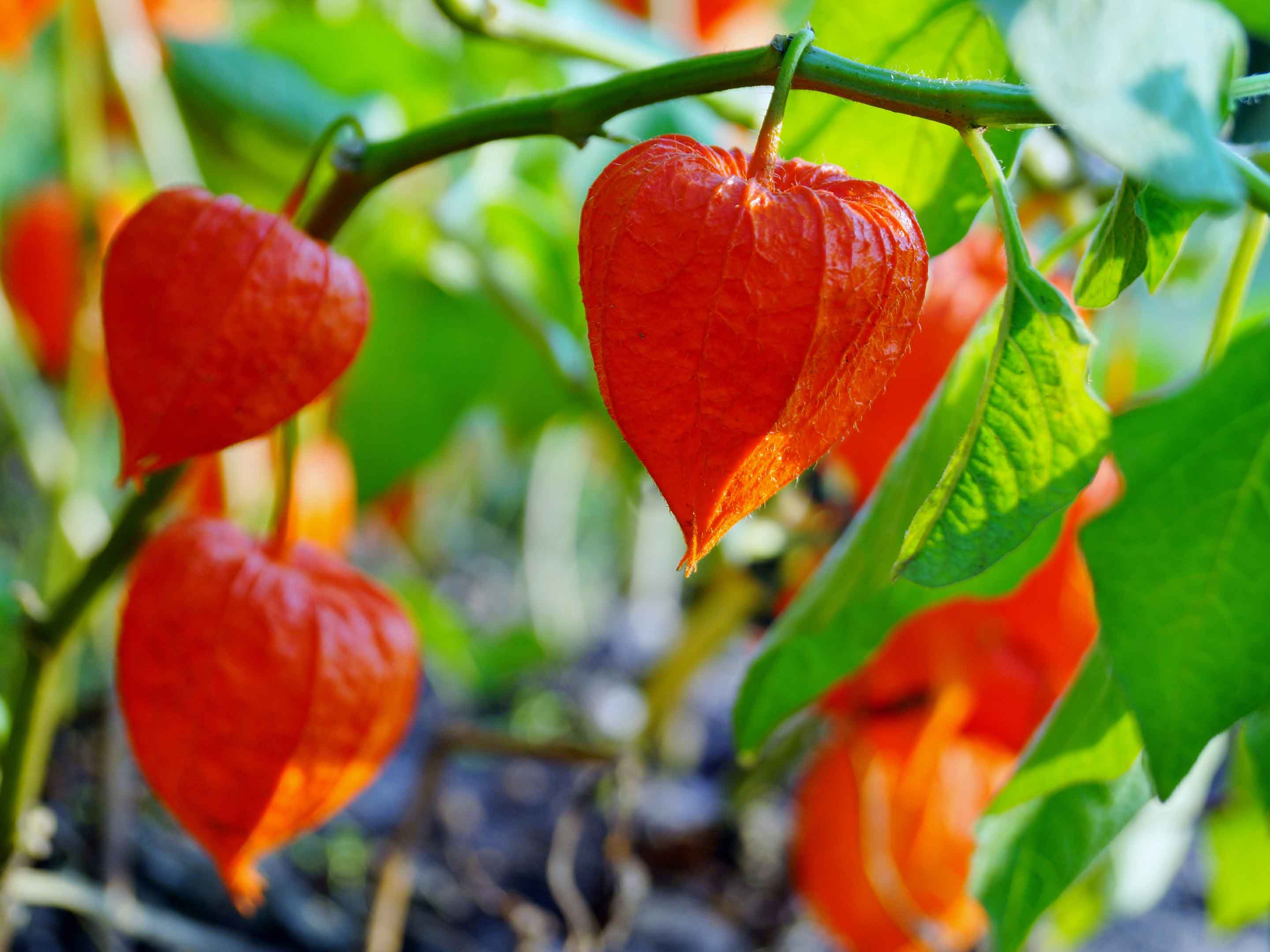 Navadno volčje jabolko – COMPO