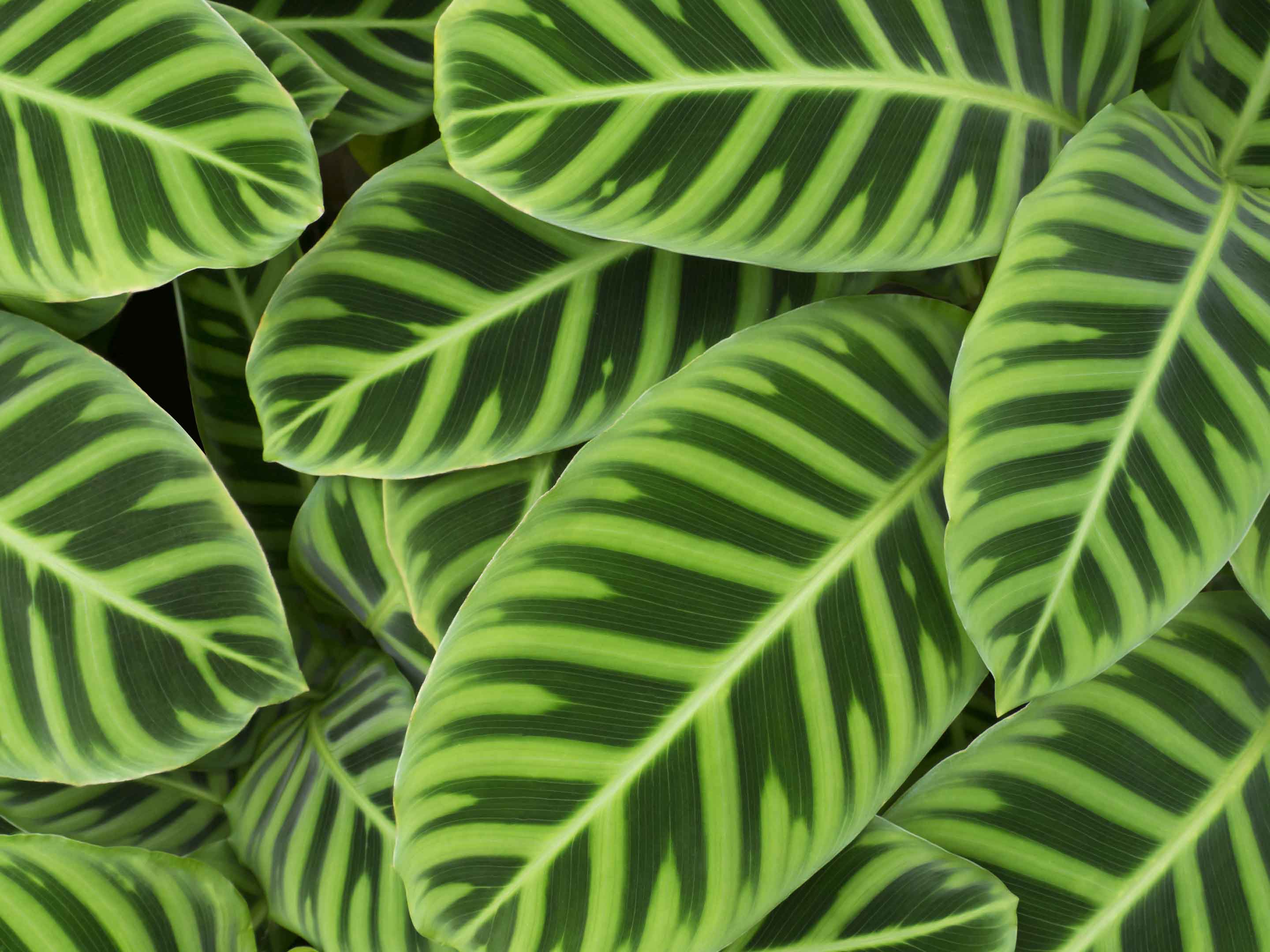 Kalateja, pavji rep - COMPO