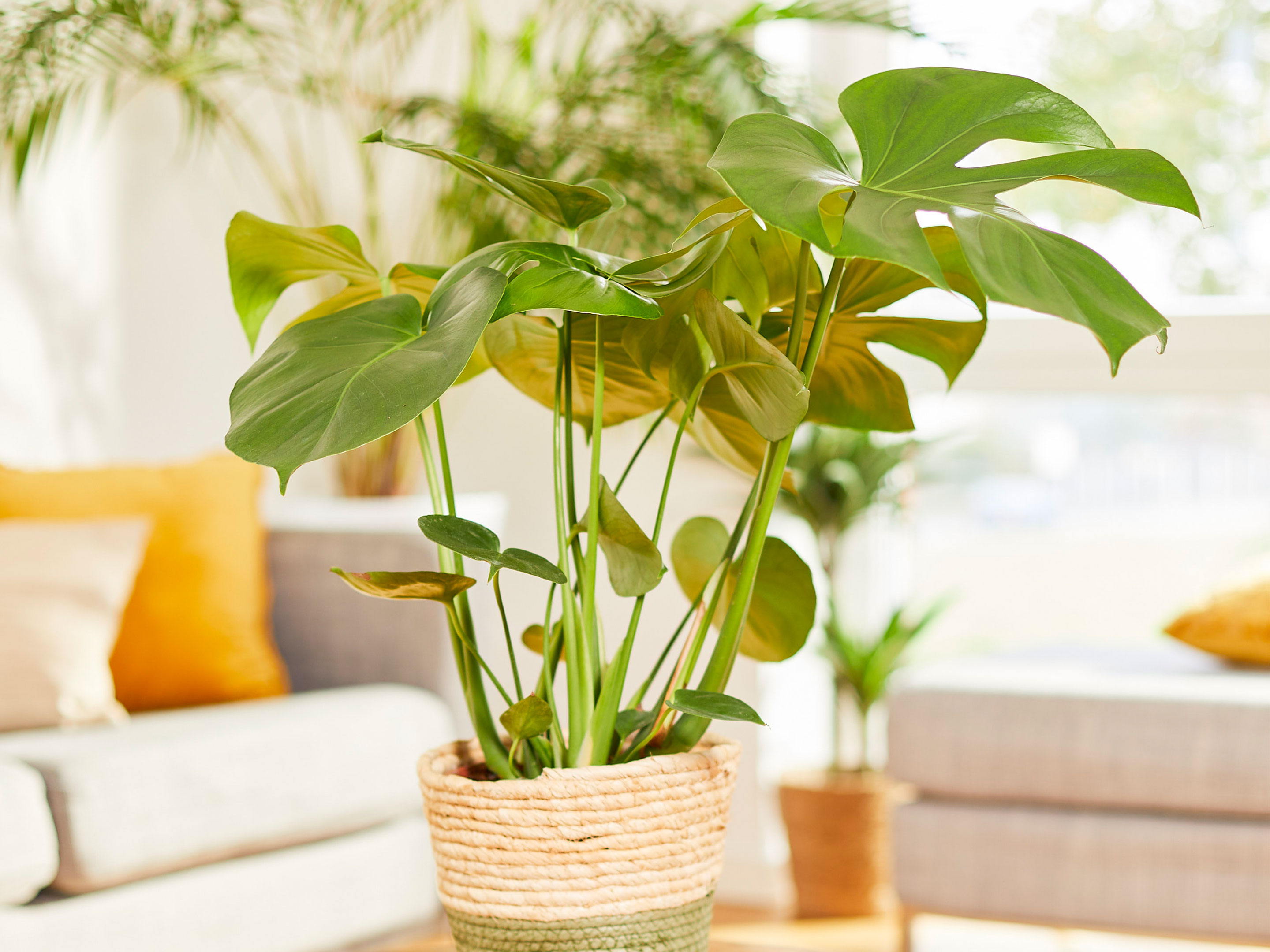 Monstera (Fensterblatt): Tipps zur richtigen Pflege - Gesal