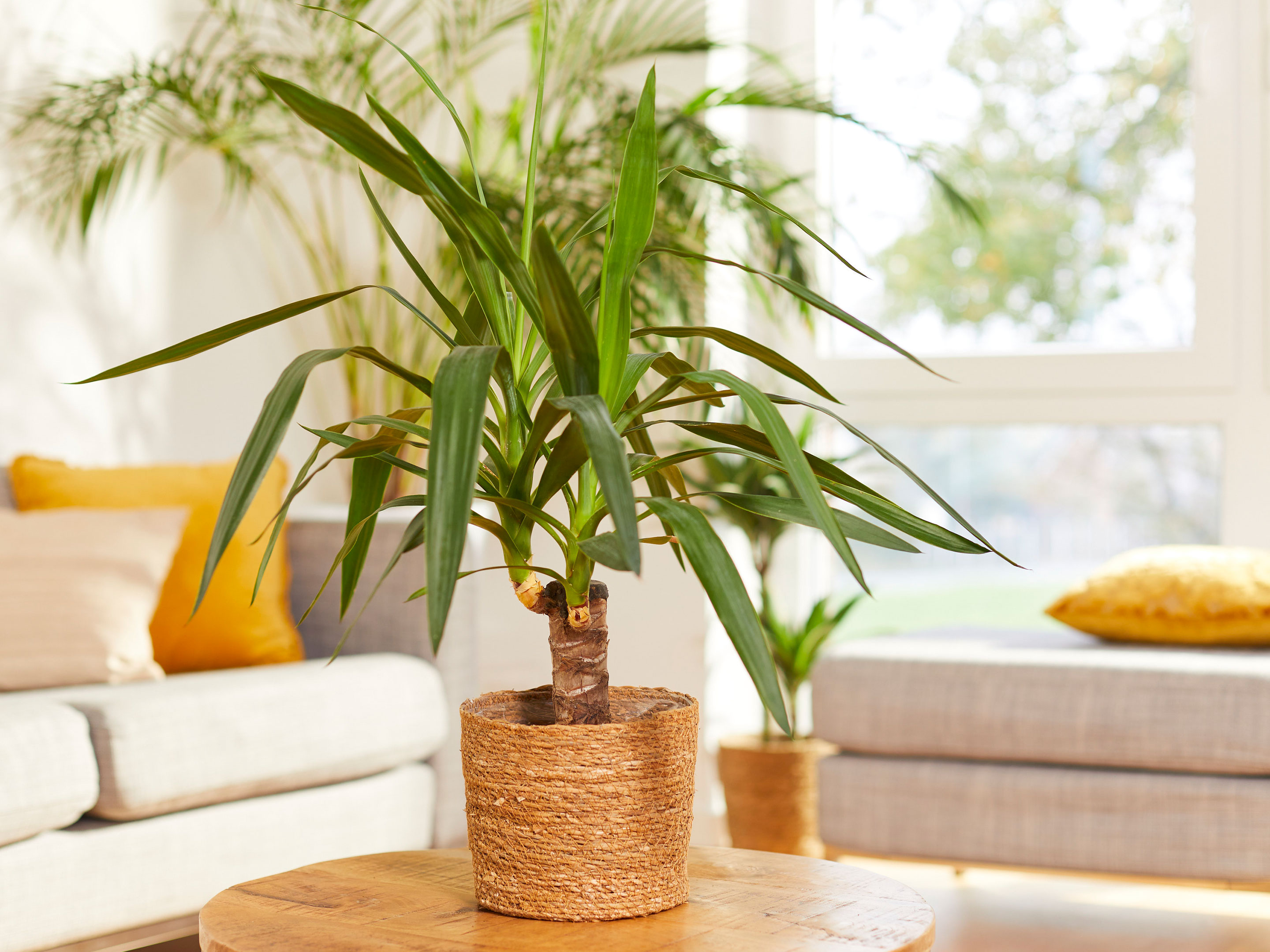 Juka: Péče a umístění | COMPO