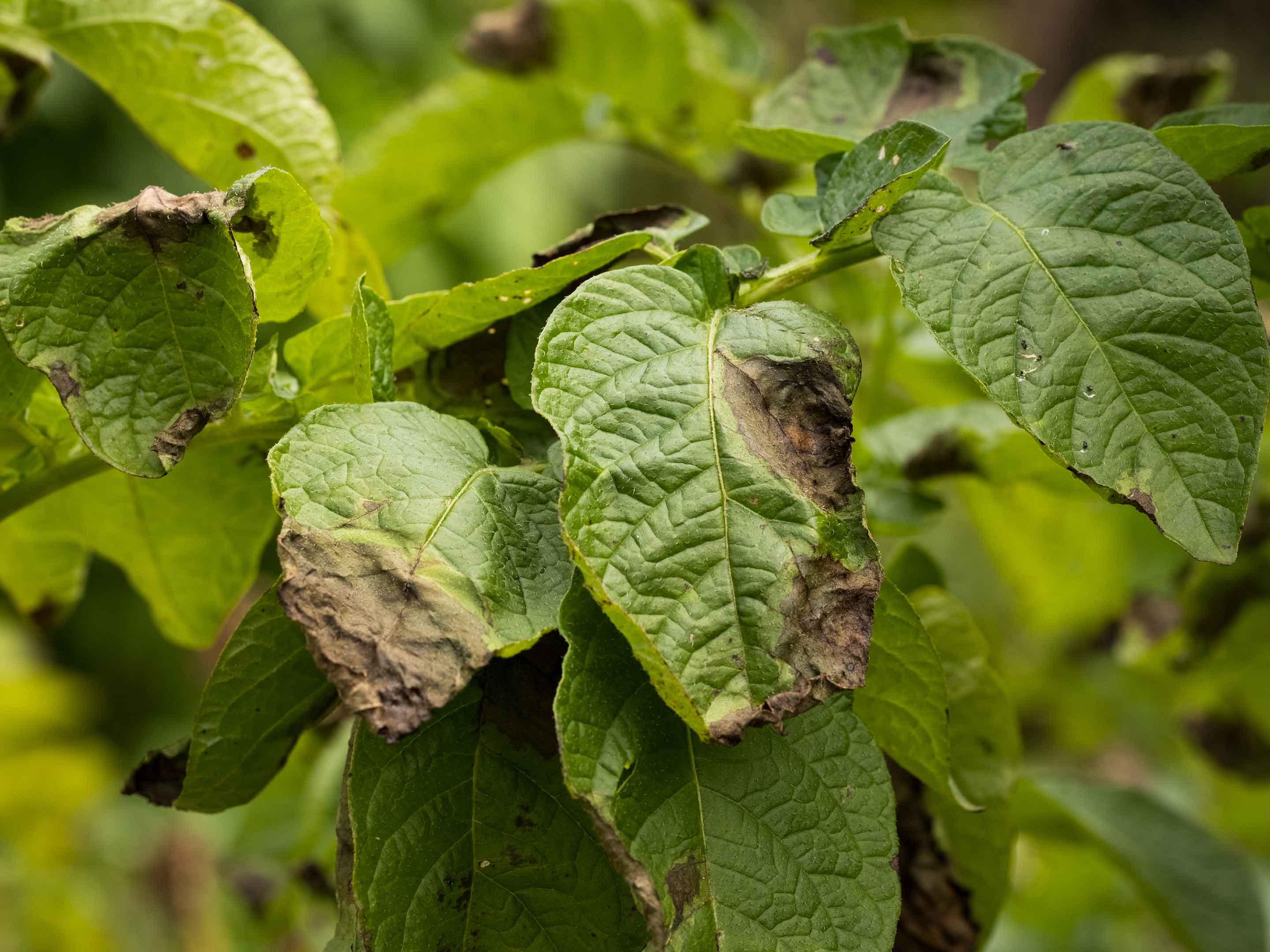 Aardappelziekte (phytophthora) | COMPO
