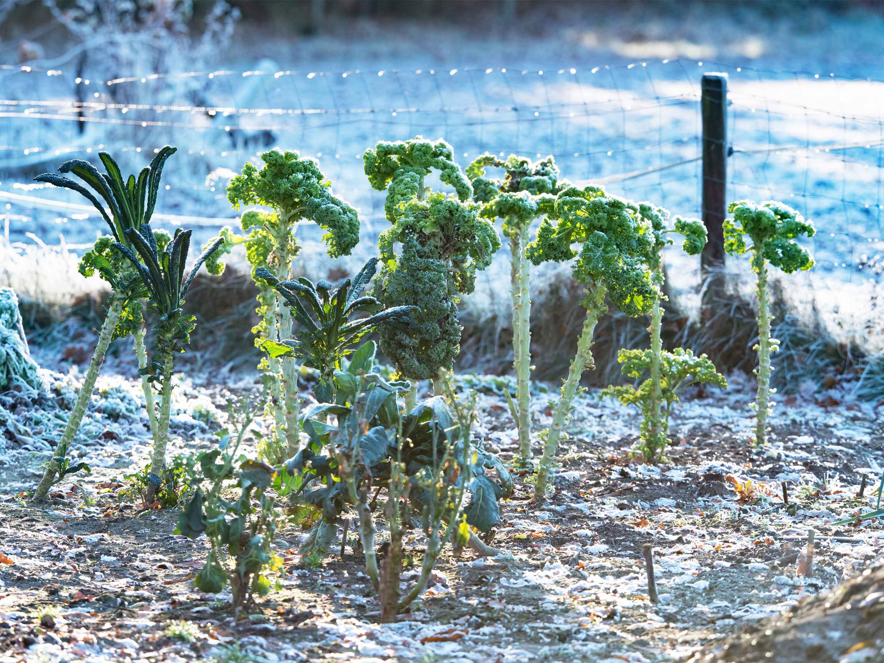 Wintergroenten
