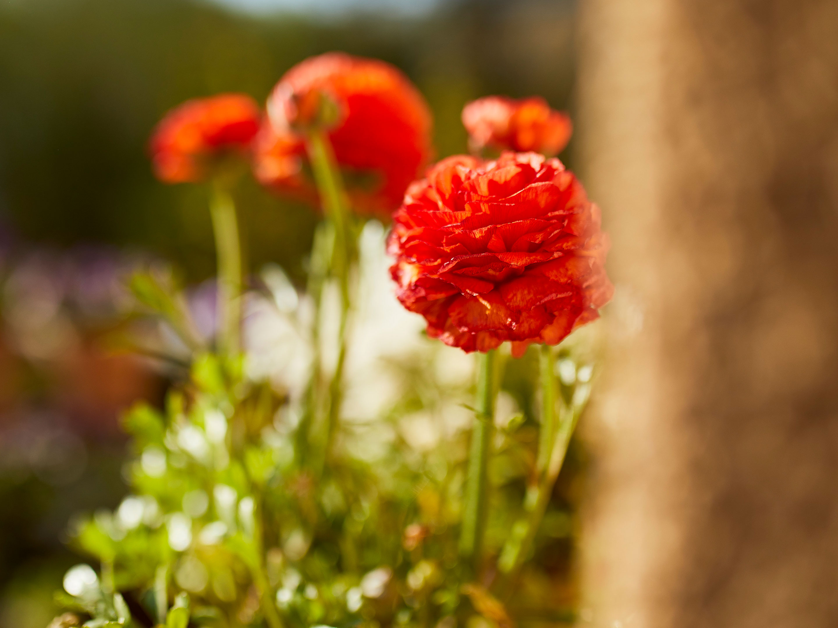 Planter et entretenir les renoncules | COMPO