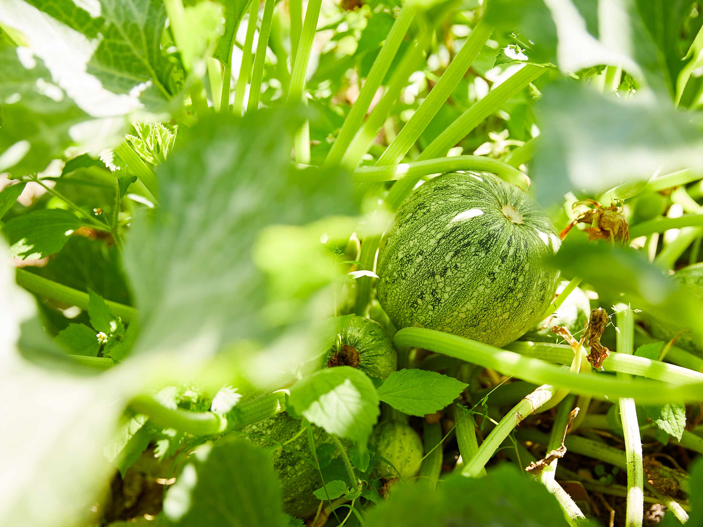 Pre-germinating vegetables easily and without prior knowledge | COMPO